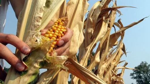 Biocarburanti. Commissione Ue cambia rotta, prima vittoria Ong - la ...