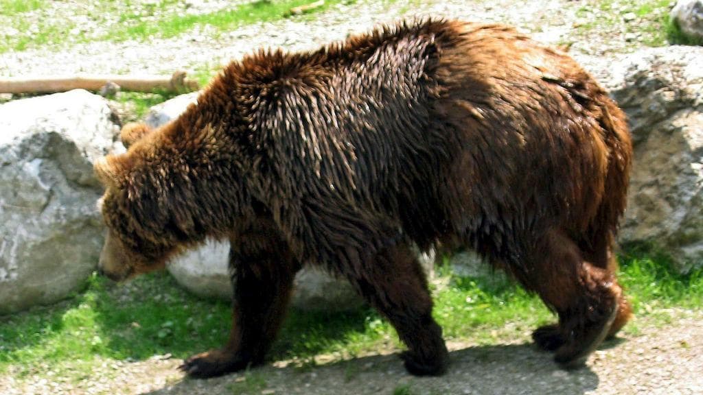 Animali: WWF, da Rapporto Grandi Carnivori Trento luci e ombre per orso ...