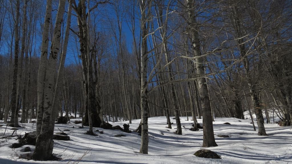 Le foreste della Sila al centro dell’attenzione Unesco - la Repubblica