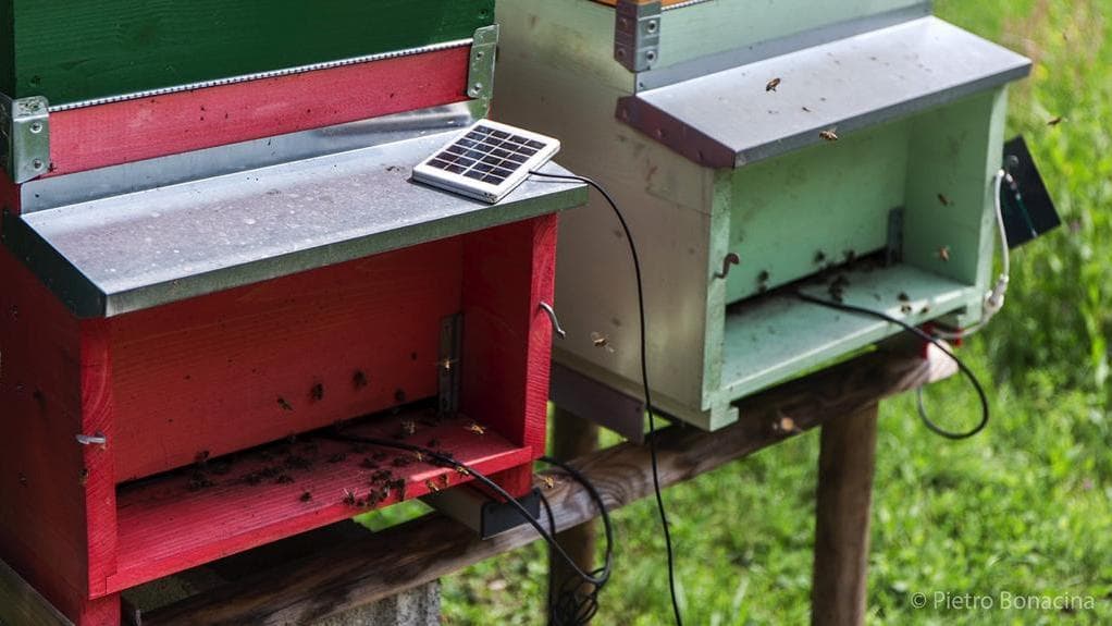 Api in salute e monitorate via app con gli alveari smart di 3Bee - la ...