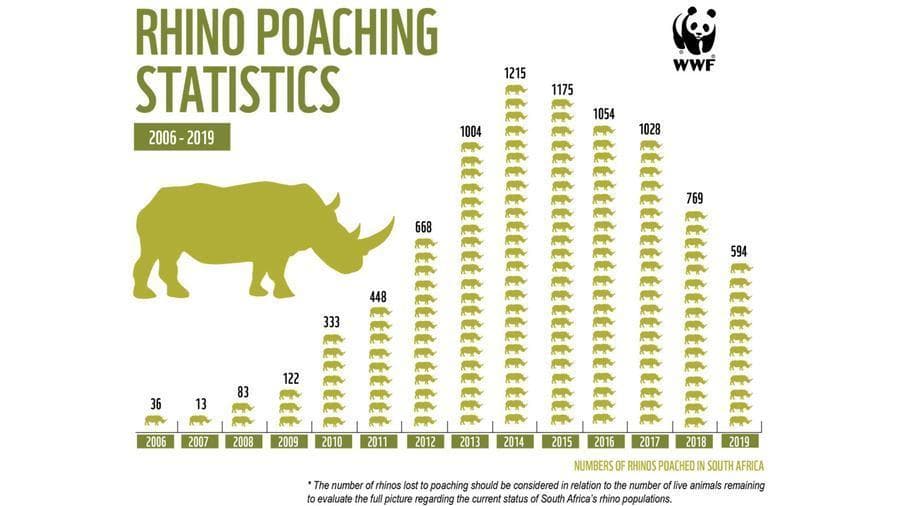 Diminuisce il numero dei rinoceronti uccisi dal bracconaggio in ...