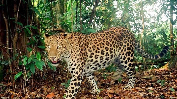 L’ultima tigre del Laos è morta - la Repubblica