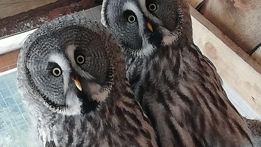 L’importanza di essere gufi: le fantastiche creature notturne del Parco ...