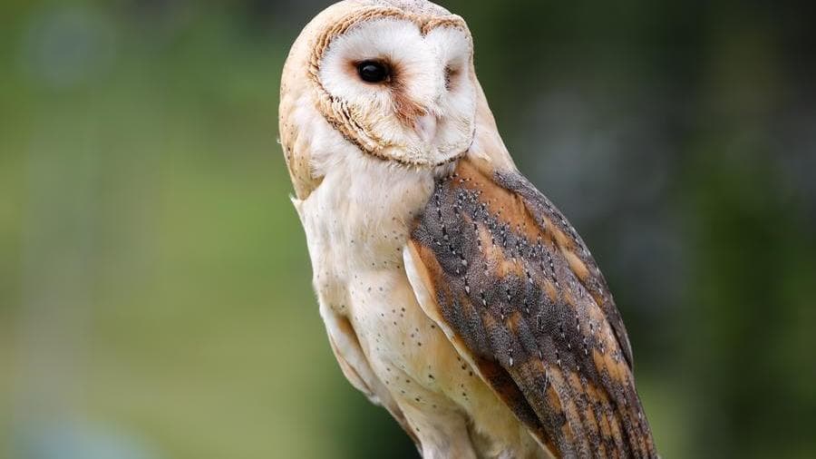 L’importanza di essere gufi: le fantastiche creature notturne del Parco ...