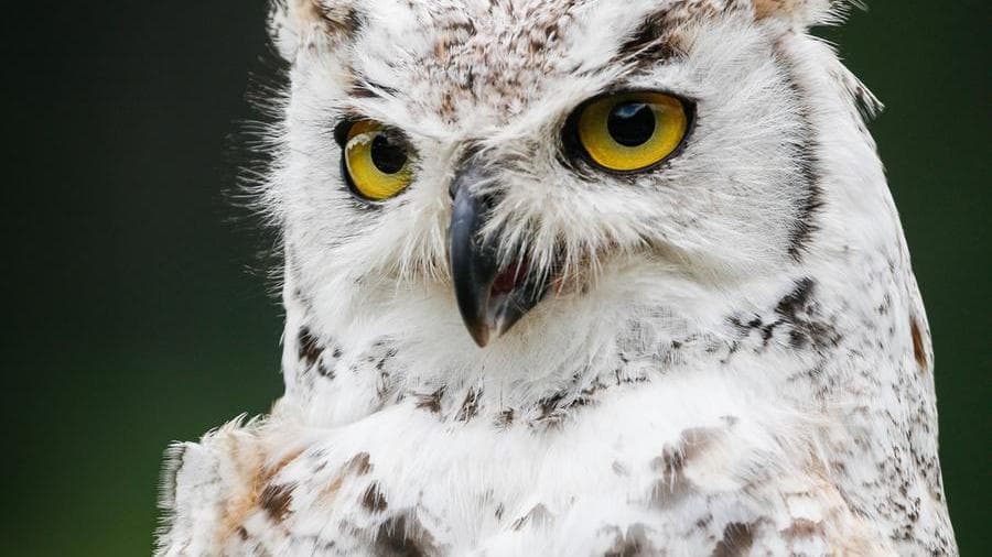 L’importanza di essere gufi: le fantastiche creature notturne del Parco ...