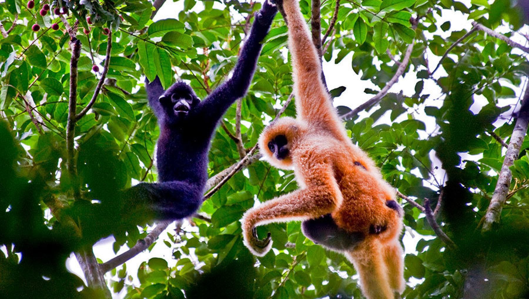 Cina: cresce l'habitat dei gibboni, primati più rari al mondo - la ...