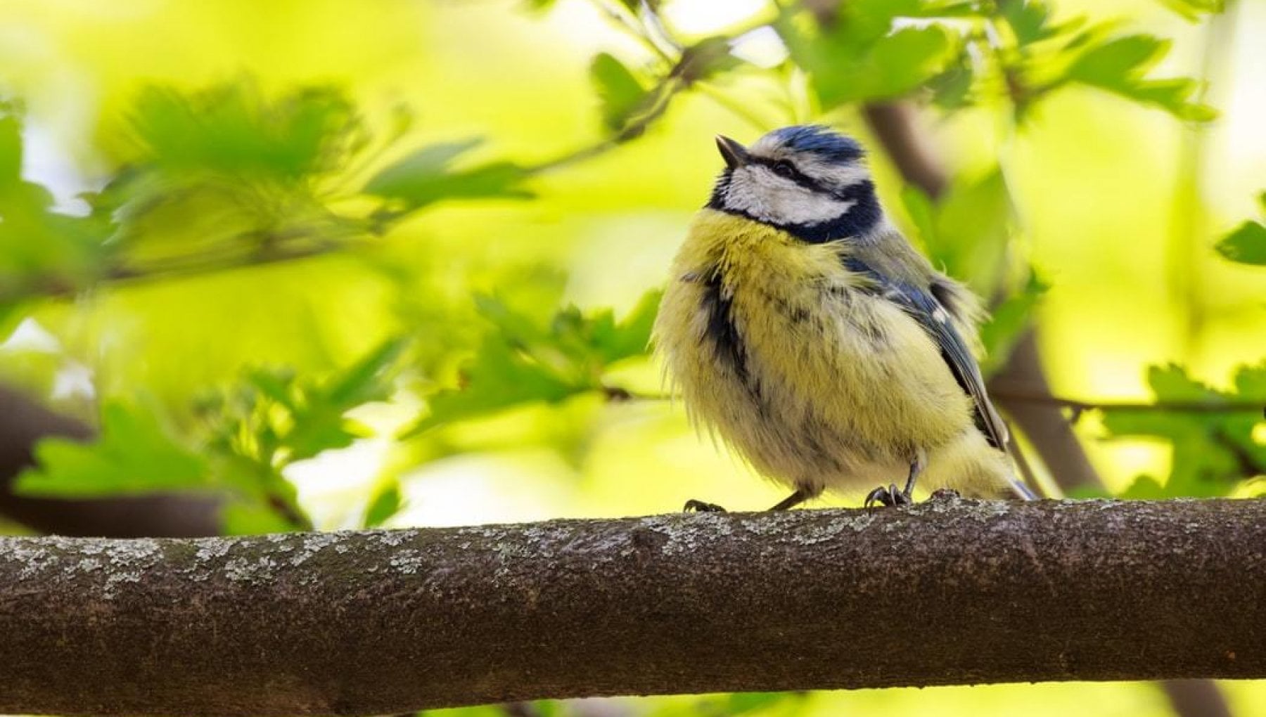 L'acqua del ruscello e il canto degli uccellini, il suono della natura ...