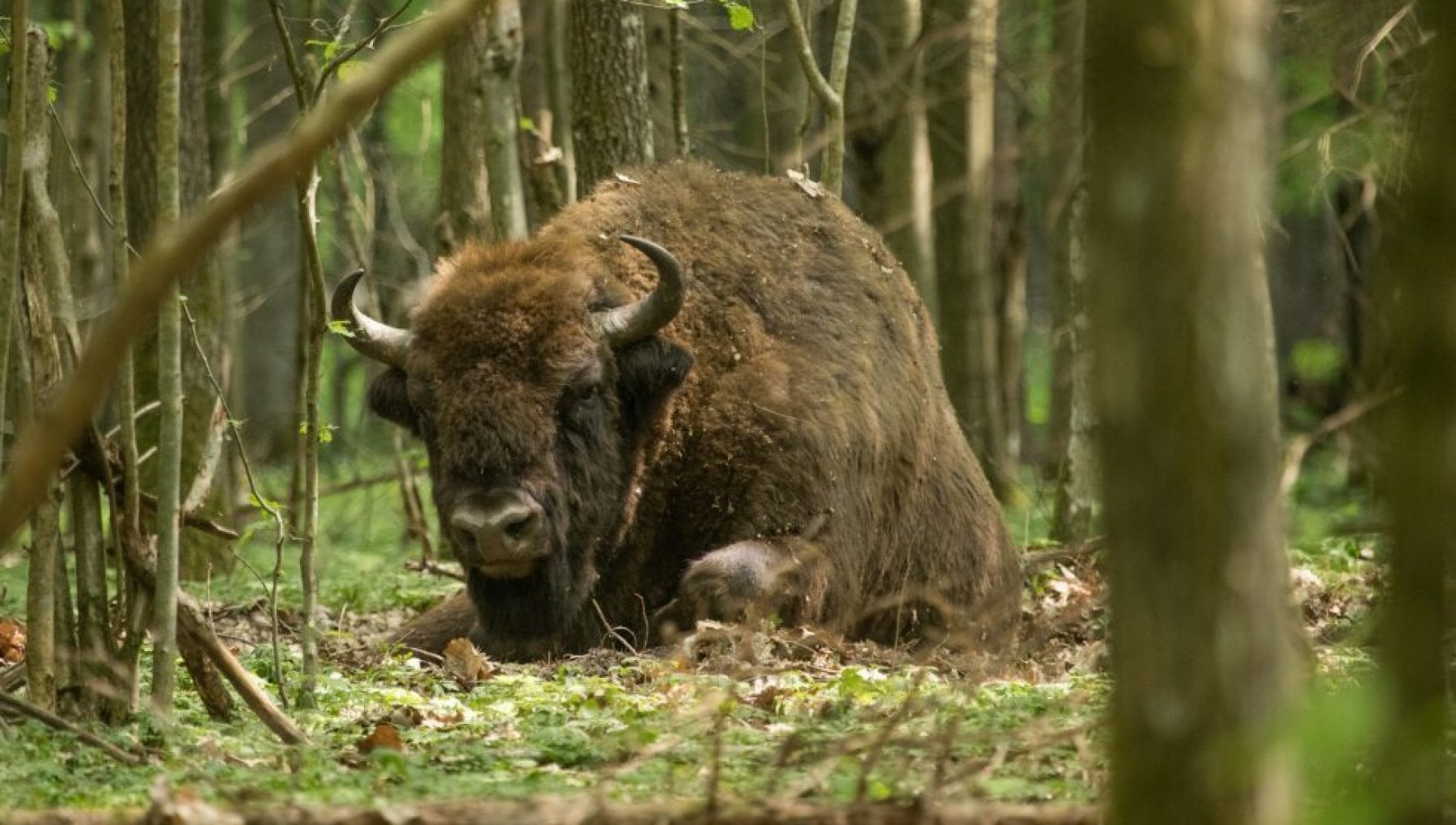 Polonia, bisonte ucciso e decapitato da sindaco-bracconiere - la Repubblica