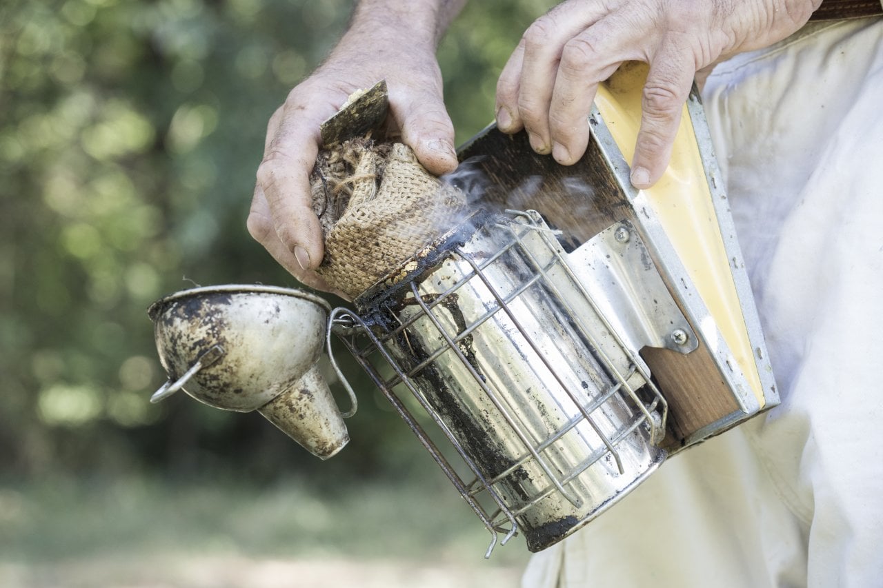 Dal miele alla frutta: tutte le magie delle api - la Repubblica