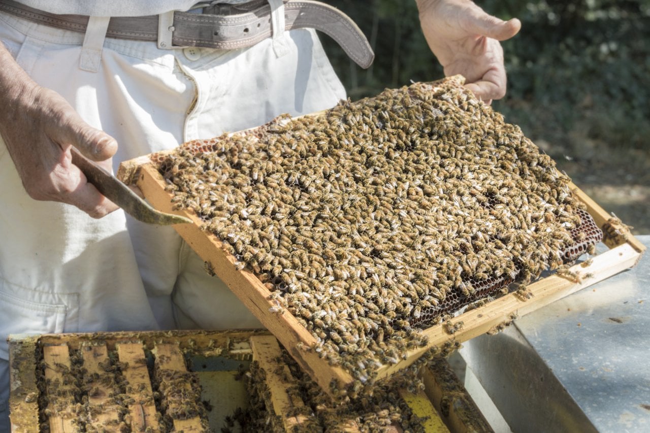 Dal miele alla frutta: tutte le magie delle api - la Repubblica
