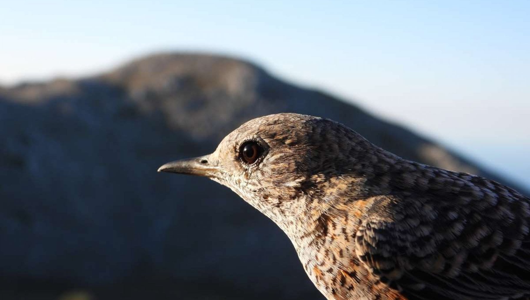 Ornitologi sull'Appennino campano: "Gli uccelli stanno perdendo la ...