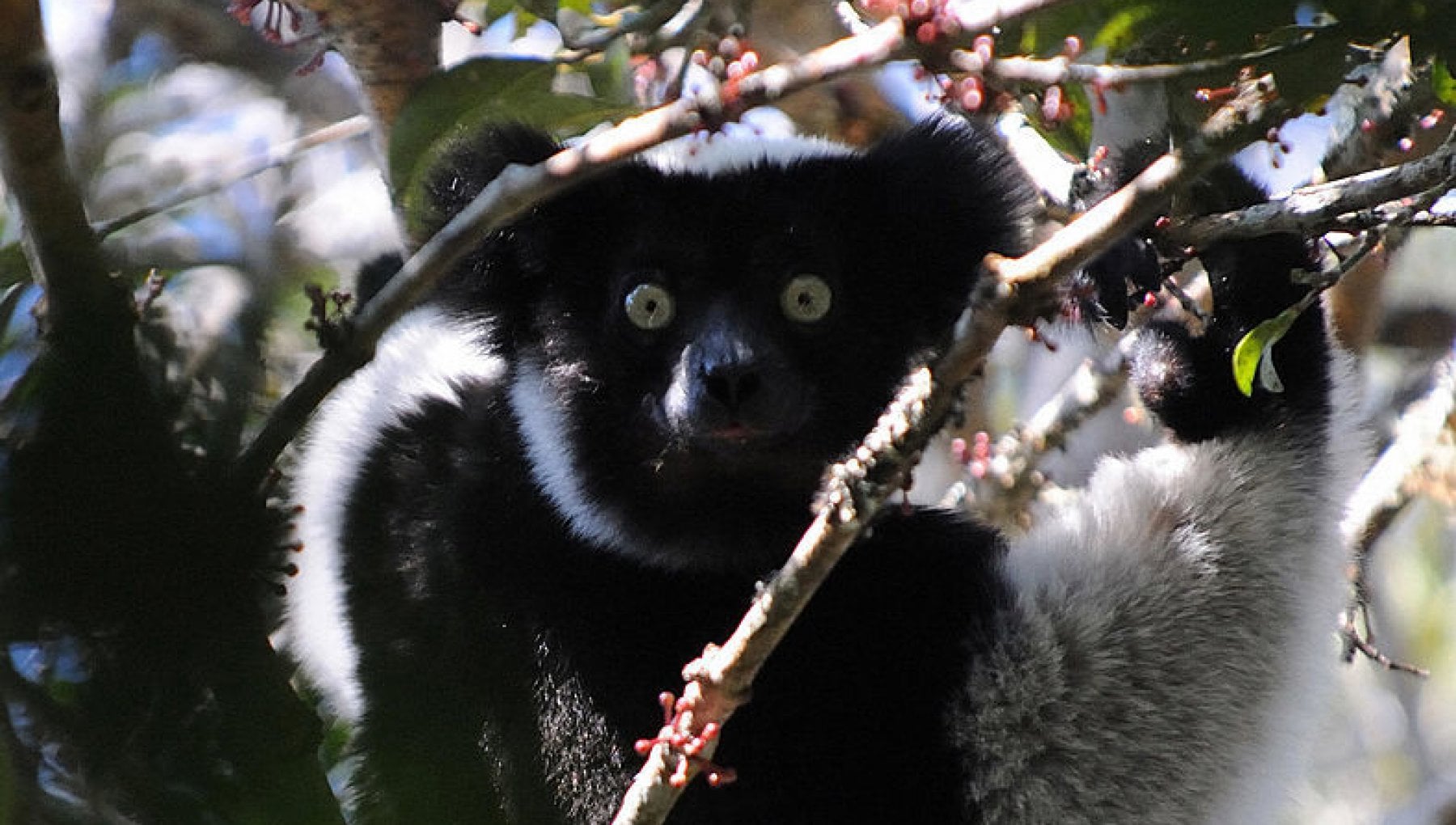 I lemuri cantano come noi e tengono il ritmo - la Repubblica