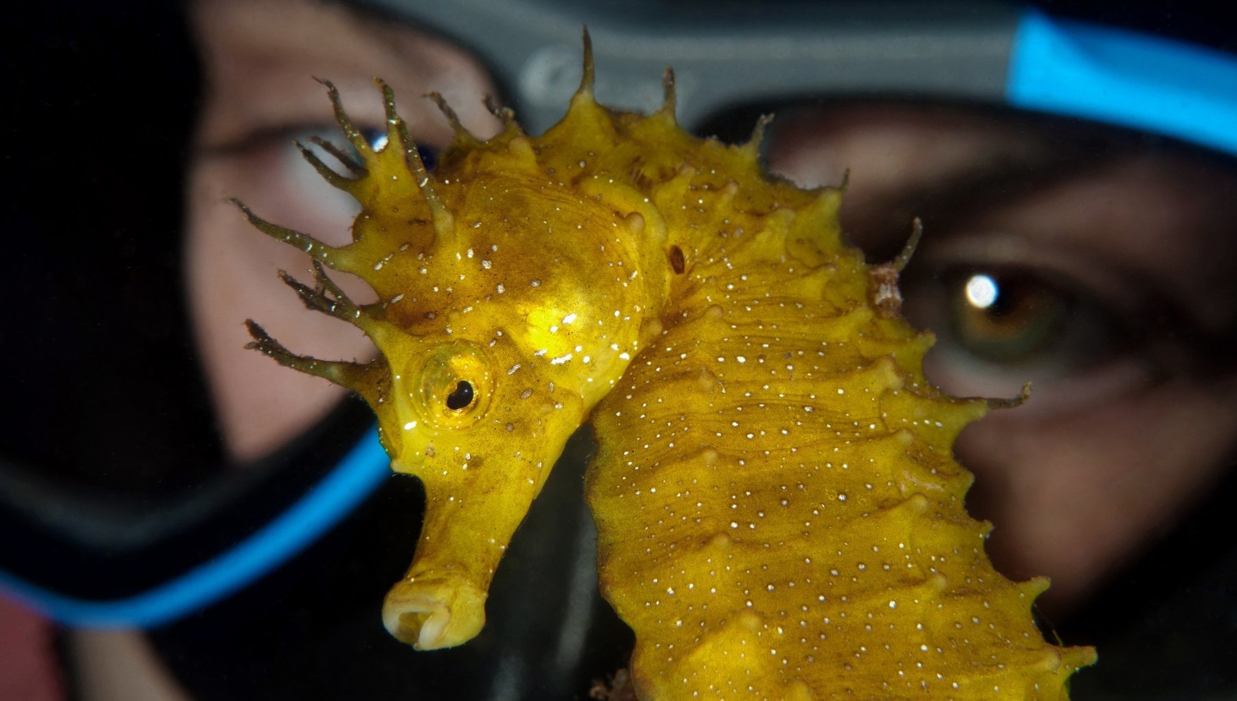 Giornata del mare: salviamo il cavalluccio marino dall'estinzione - la ...