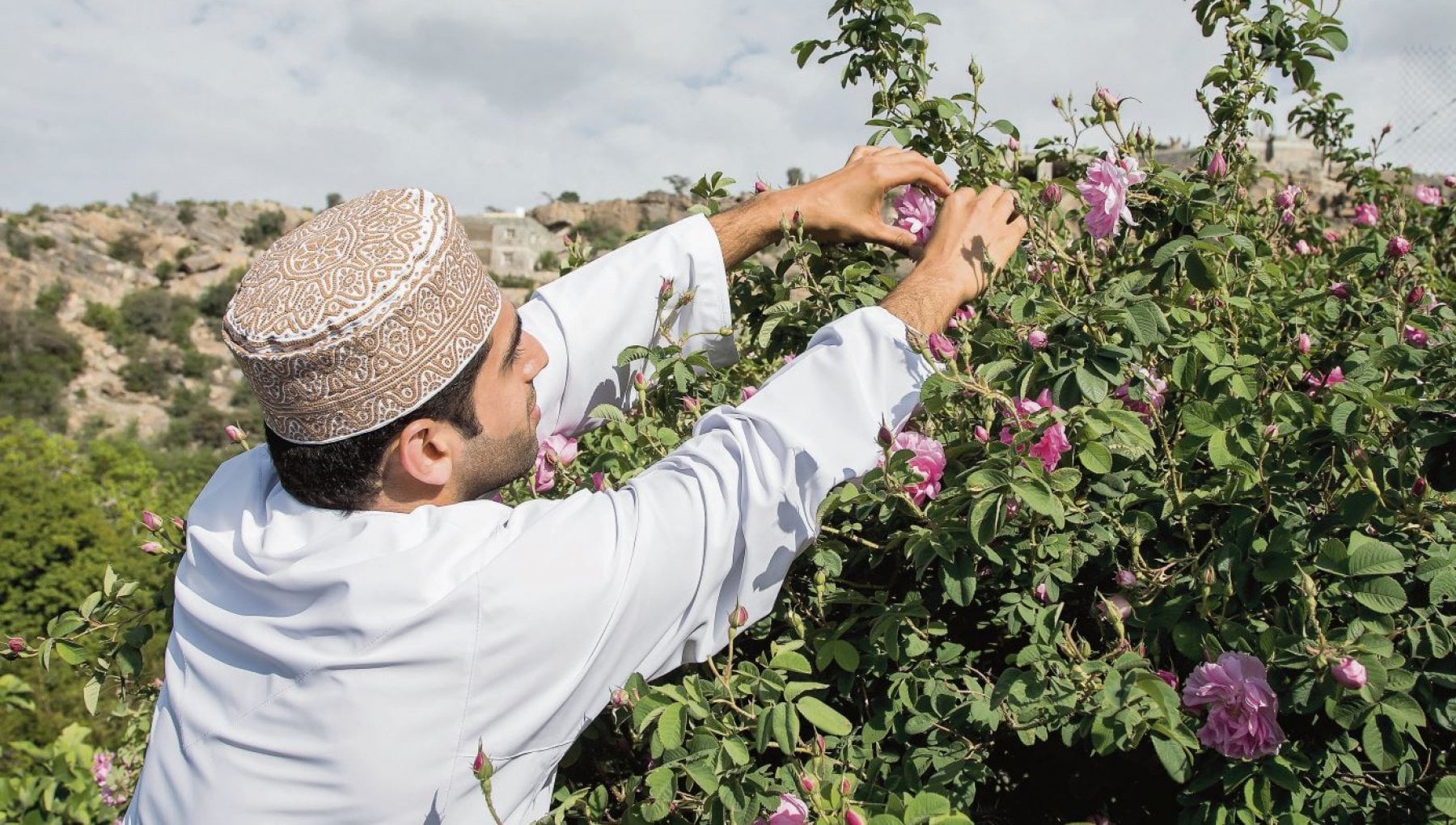 Oman, la raccolta delle rose: così nasce l'acqua che finisce in ...