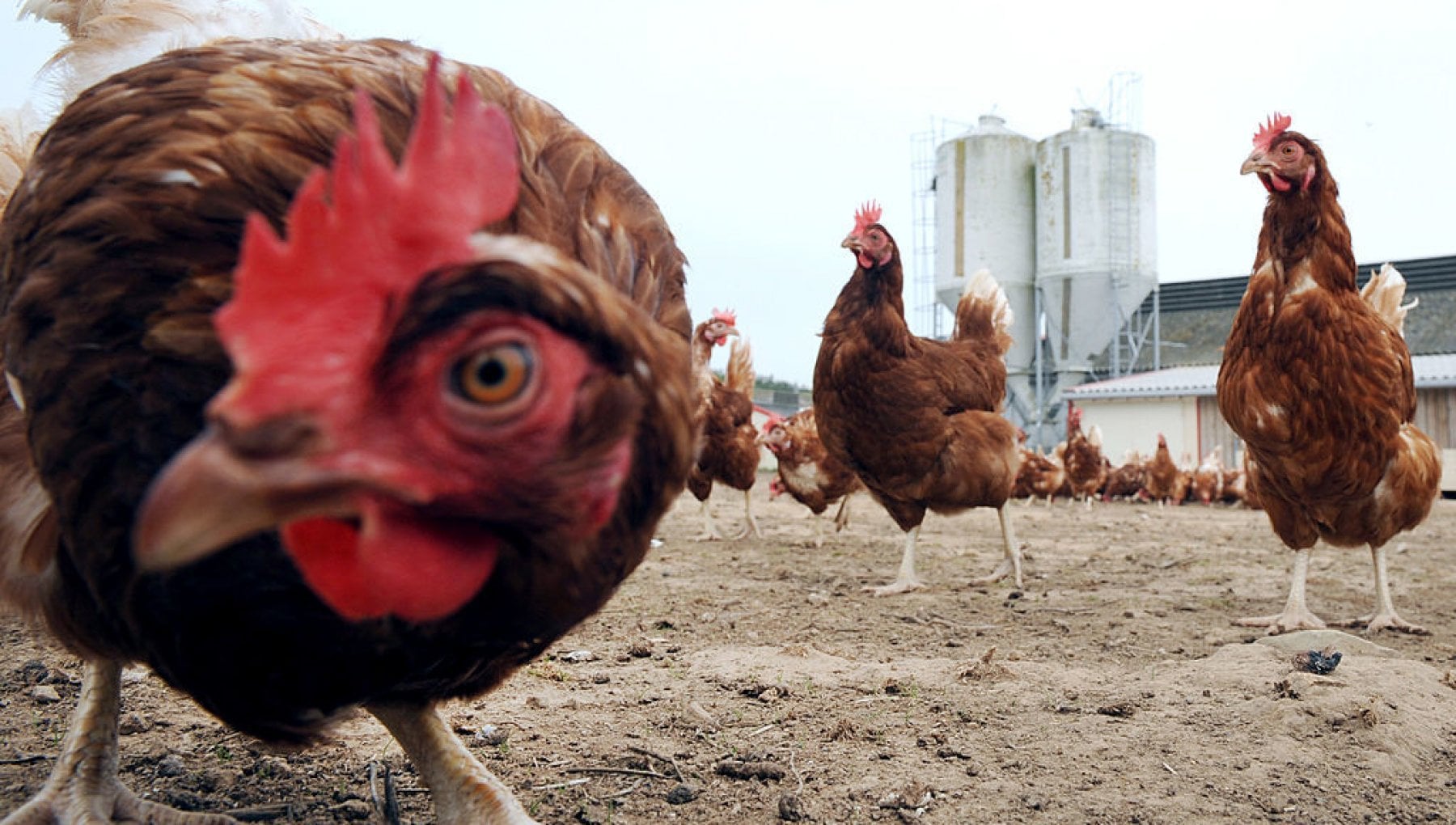 Le galline arrivano dall'Asia e vivono con l'uomo solo da 3500 anni ...