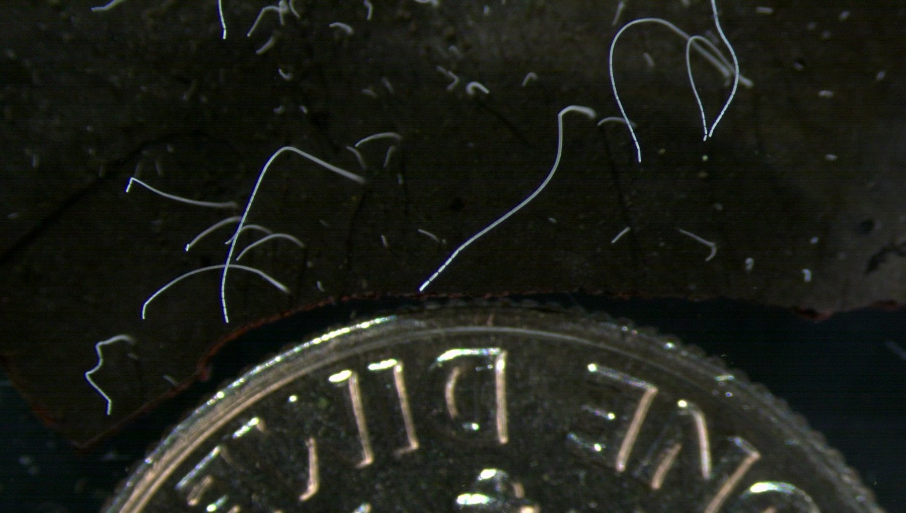 Il batterio più grande mai scoperto è visibile a occhio nudo - la ...