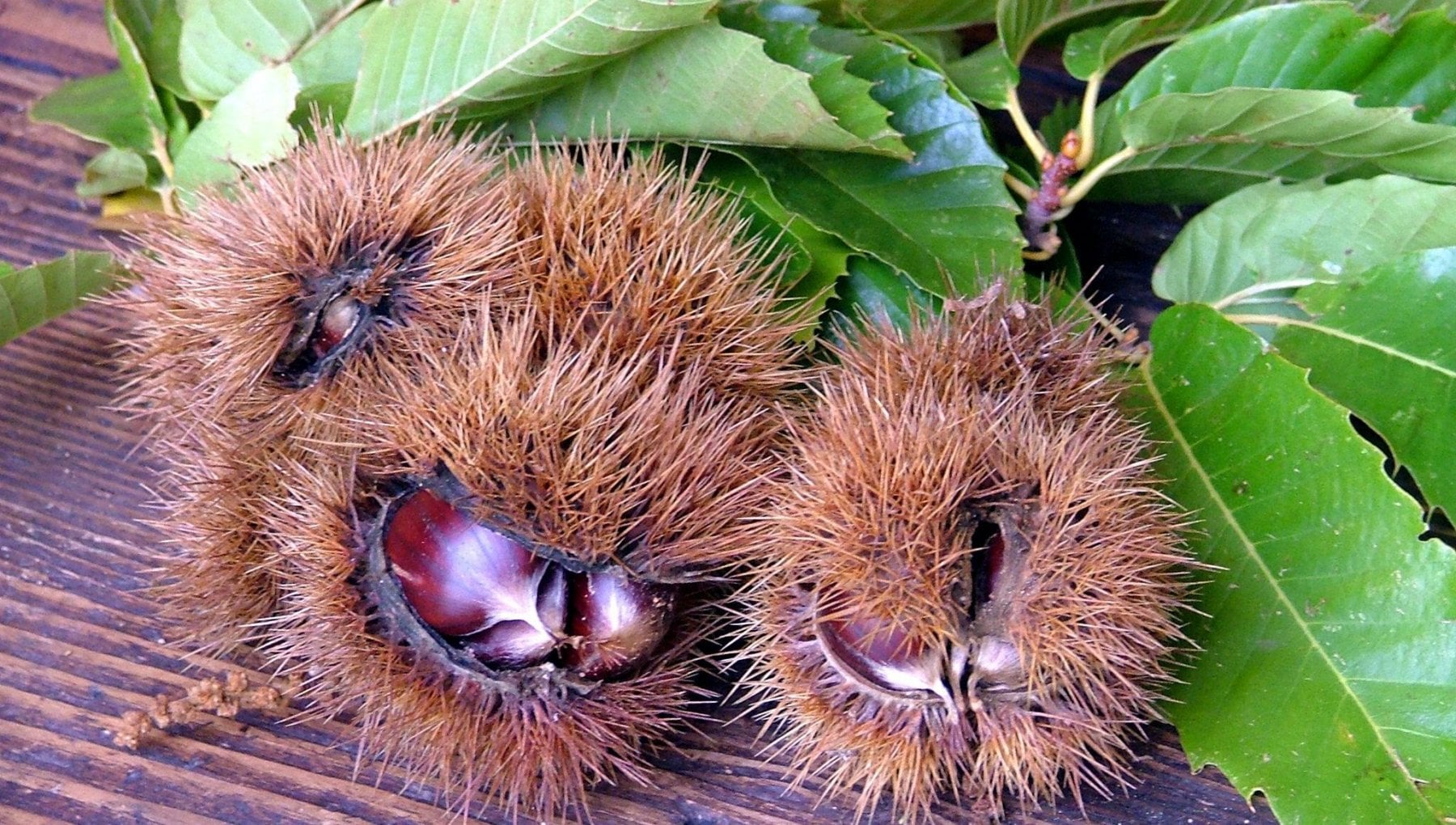 Da cibo dei poveri a ingrediente gourmet: così la castagna ha ...