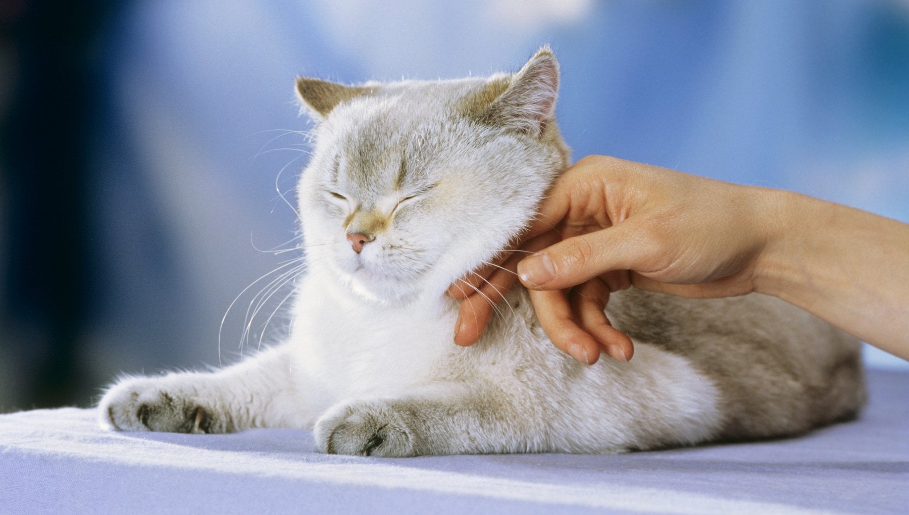 Perché i gatti fanno le fusa? - La Stampa