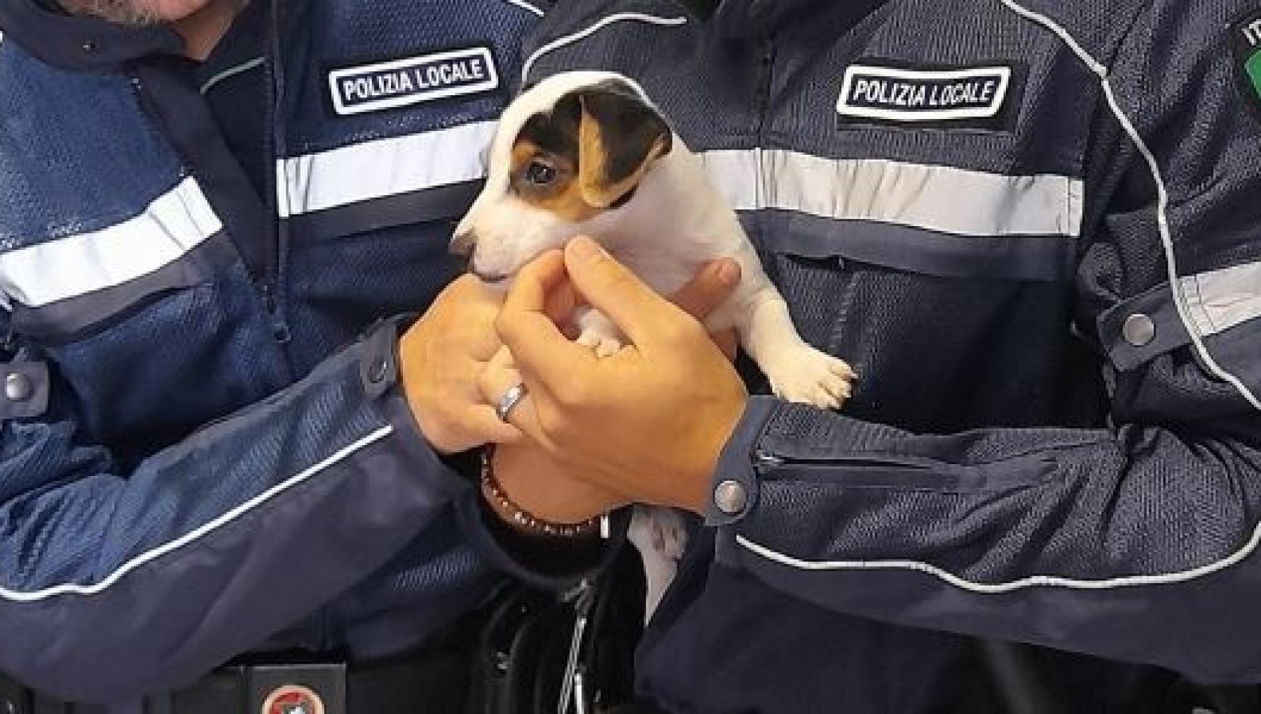 Lega il cane Mosè al collo e lo tiene sospeso nel vuoto, denunciato un ...