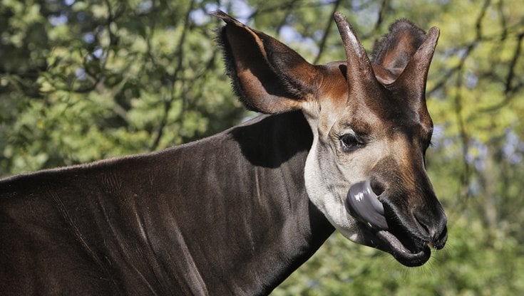 Le miniere d'oro minacciano le giraffe delle foreste della Repubblica ...