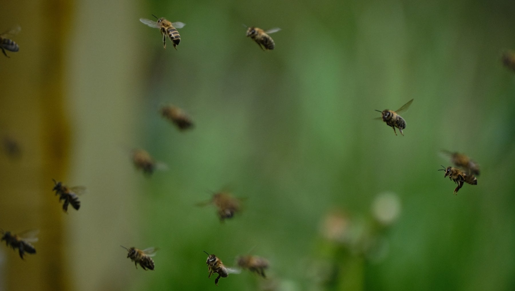 Le api possono causare un temporale? - La Stampa