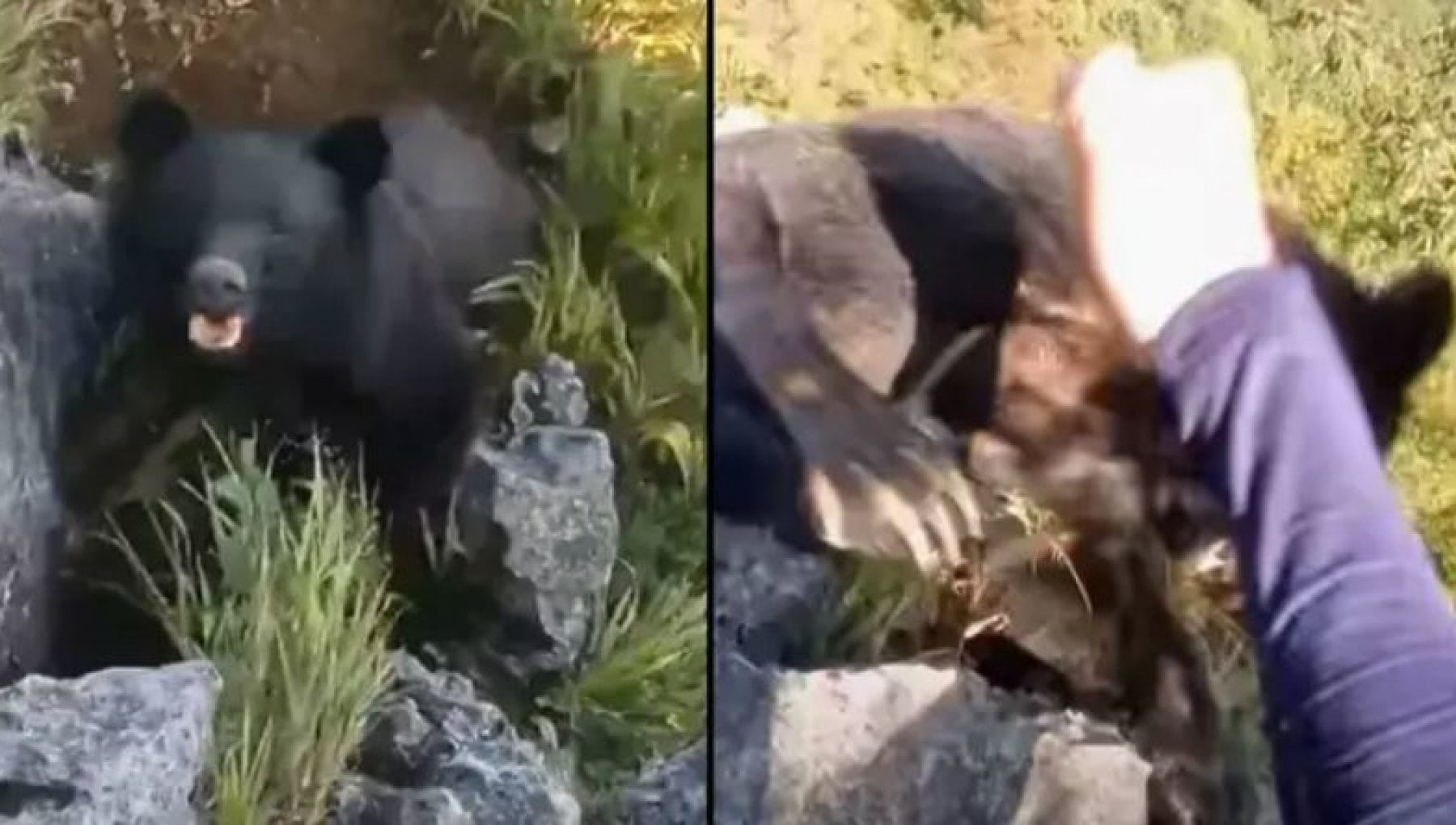Alpinista attaccato da un orso in Giappone, l'uomo ammette: "Ho invaso ...