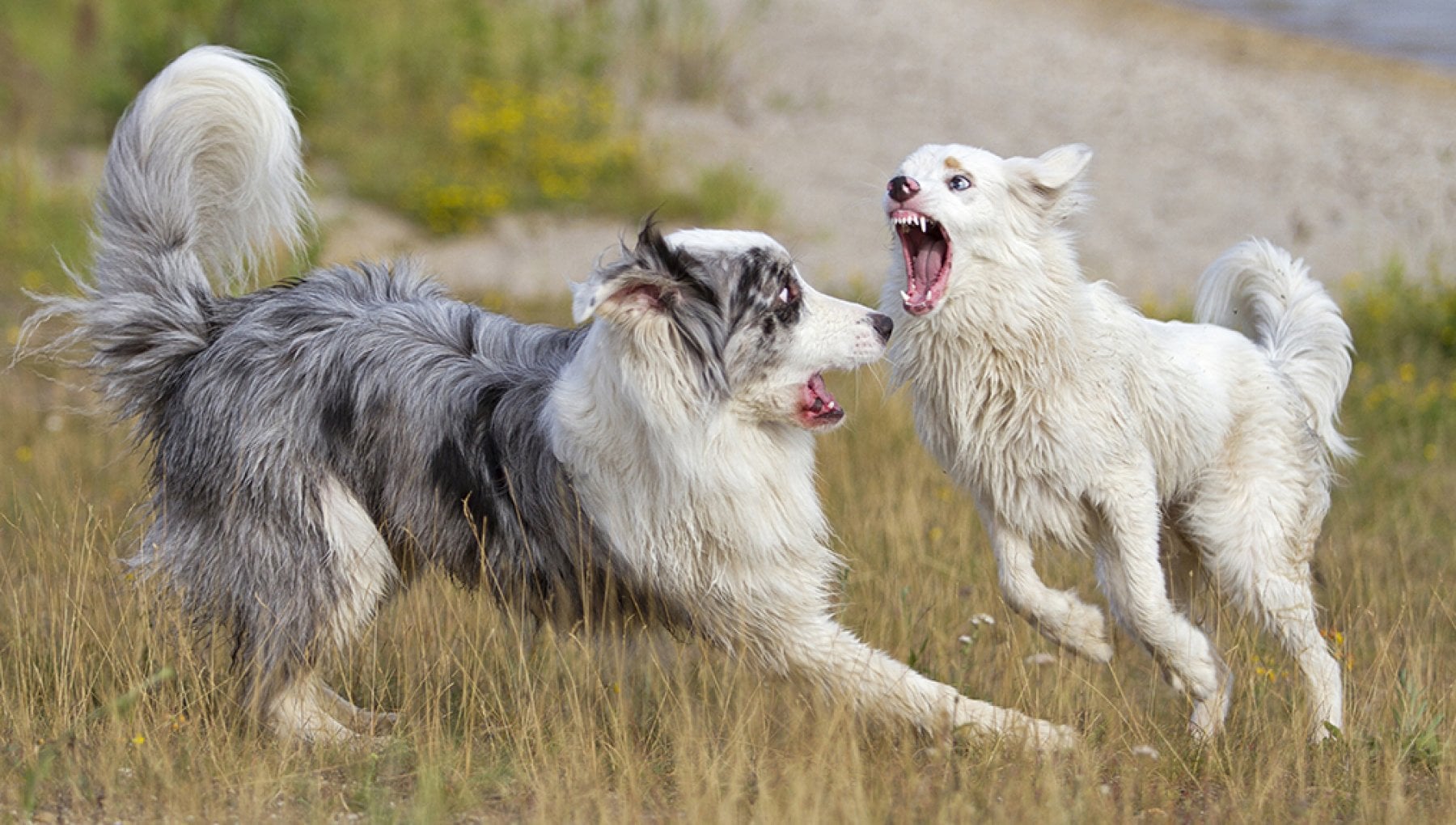 Perché il mio cane non tollera gli altri cani? - la Repubblica