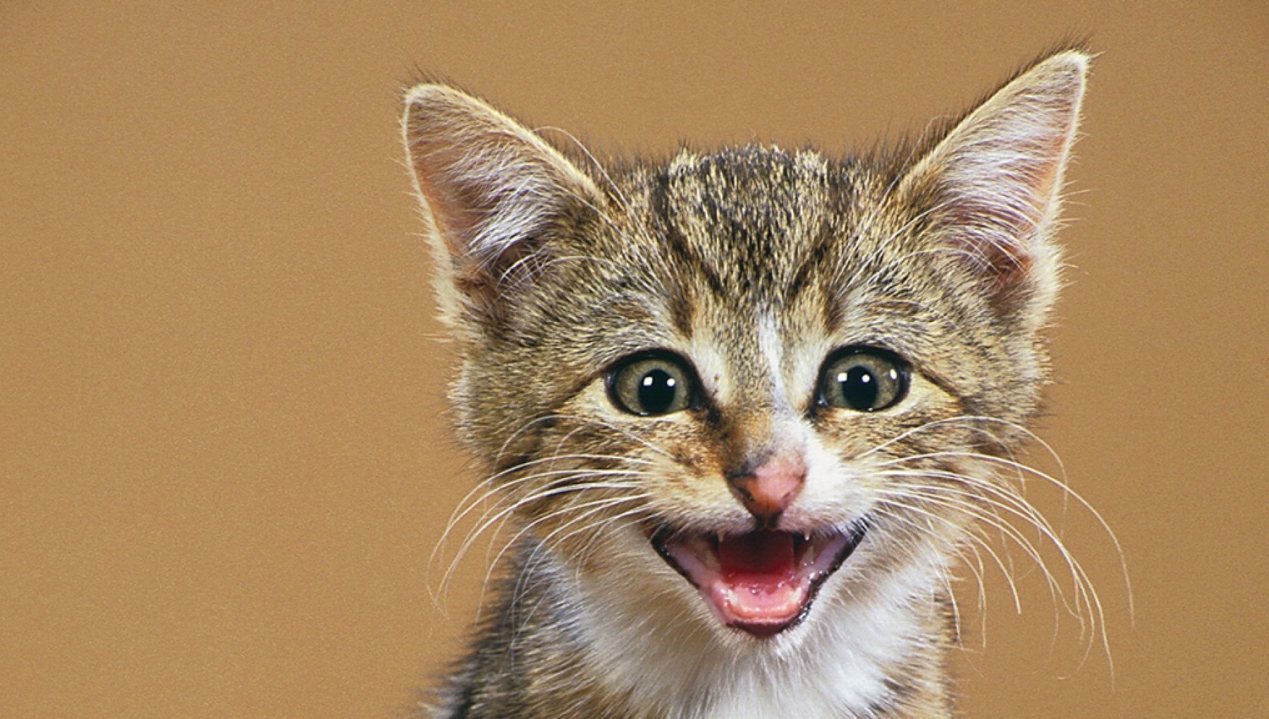 I gatti possono sorridere? - La Stampa