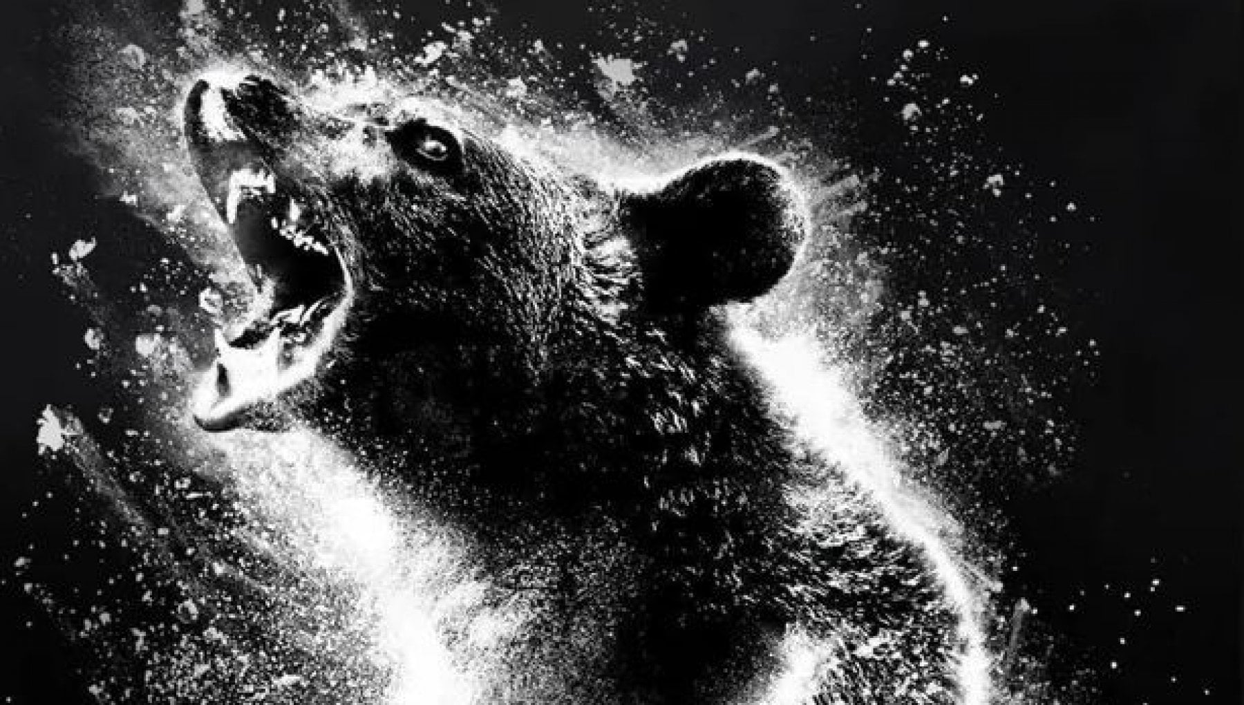 Un orso in overdose e un carico di droga piovuto da cielo: la vera ...