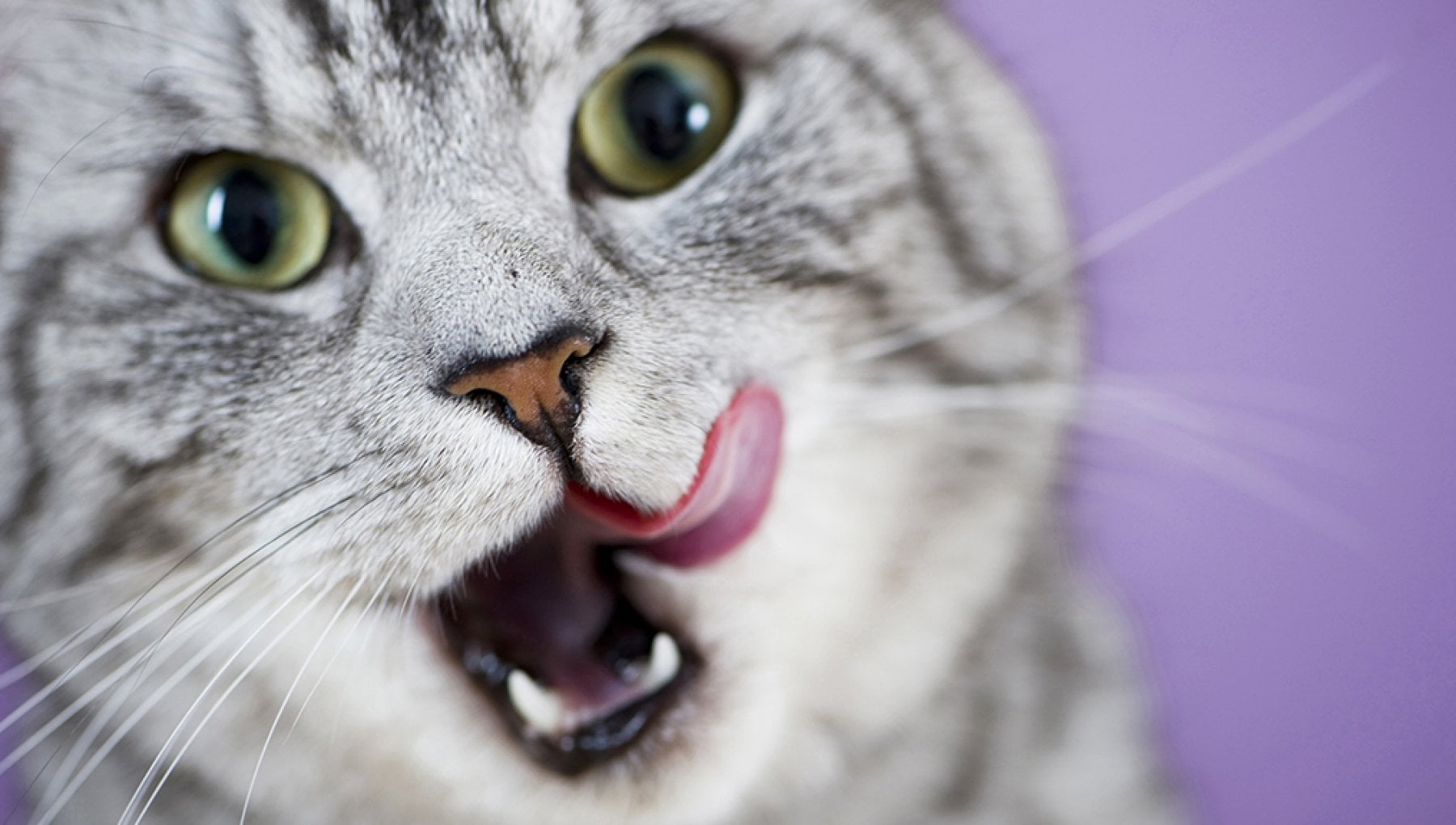 Il mio gatto sbava troppo? - la Repubblica