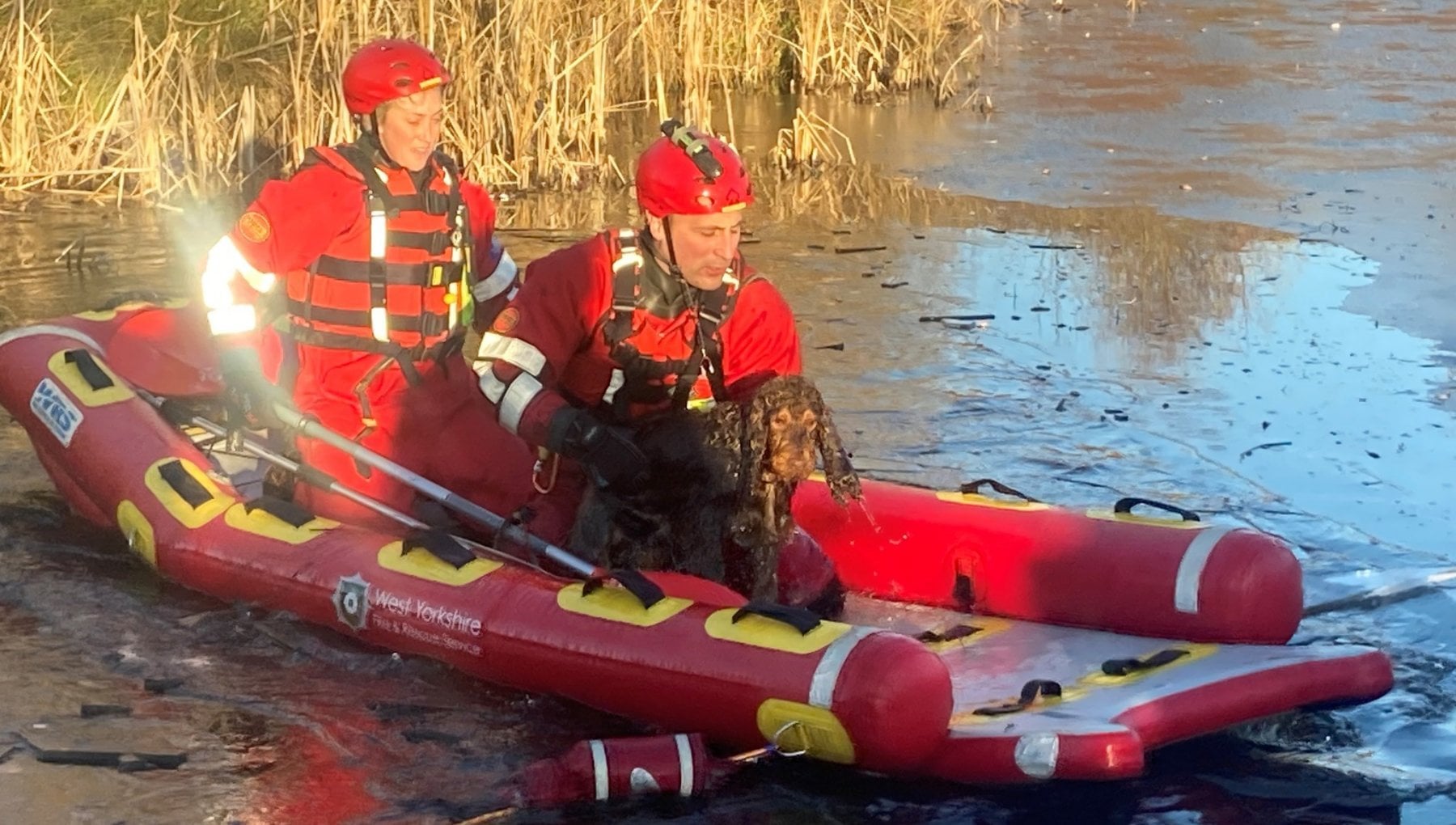 Il cane Bruce cade nel lago ghiacciato, la sua cucciola dà l’allarme ...
