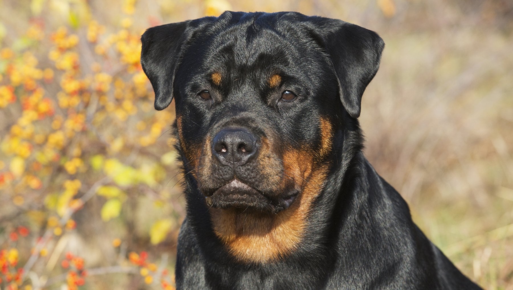Donna sbranata dai cani, l'istruttore cinofilo Massimo Perla: "Un ...