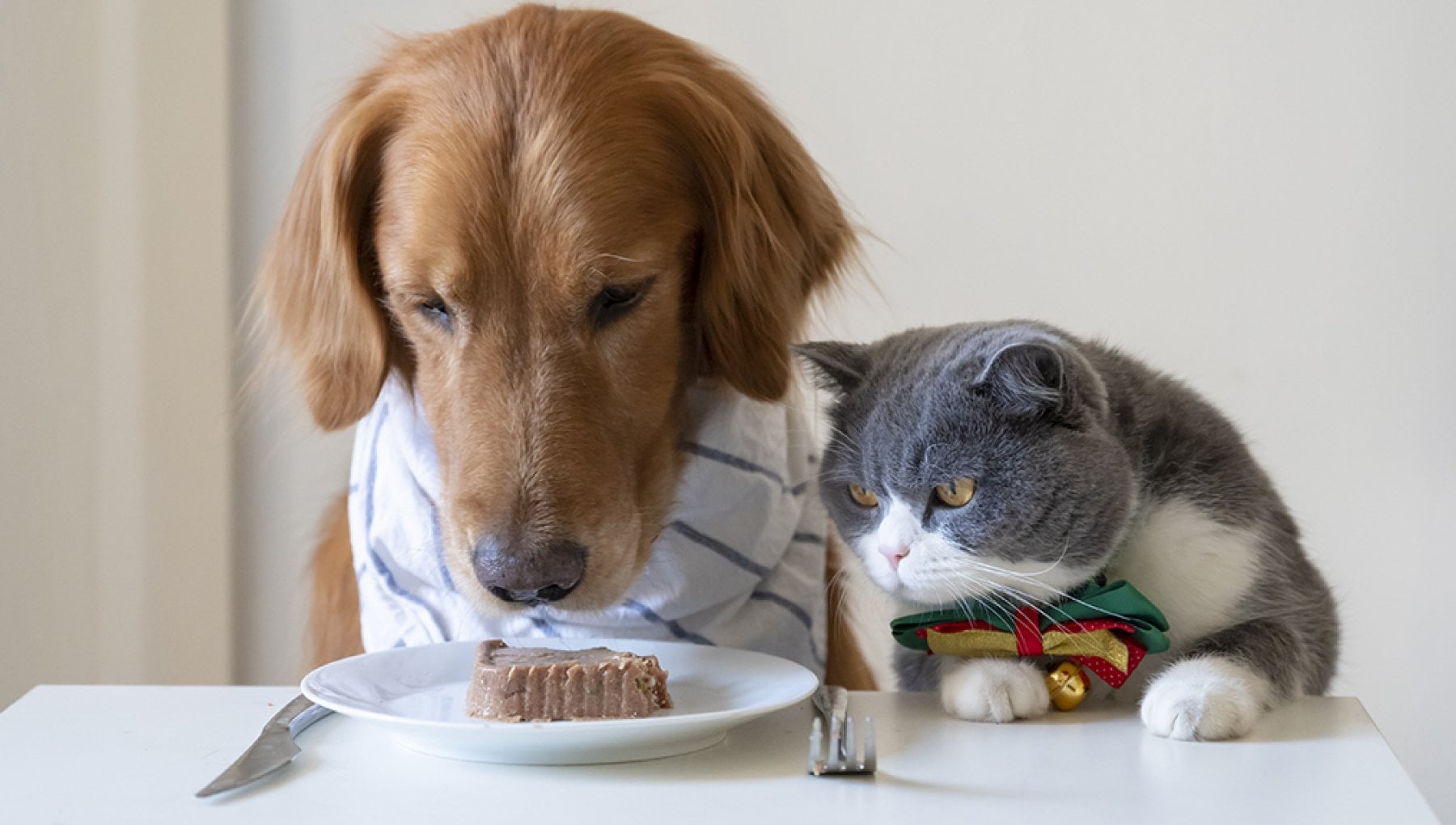 Il cane può mangiare il cibo del gatto (o viceversa)? - La Stampa