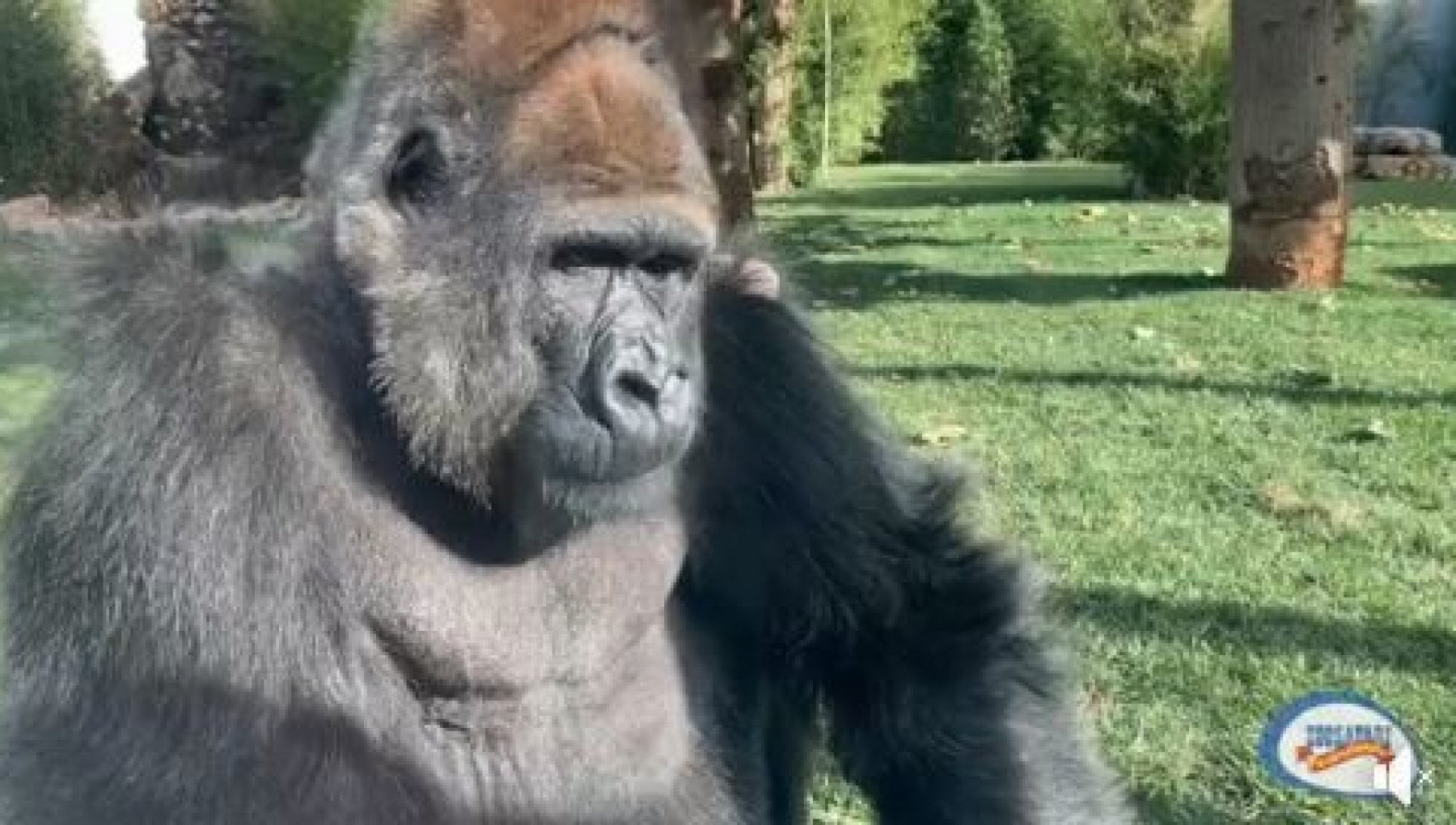 "Liberate Riù, il gorilla triste", raccolte oltre 55mila firme per l ...