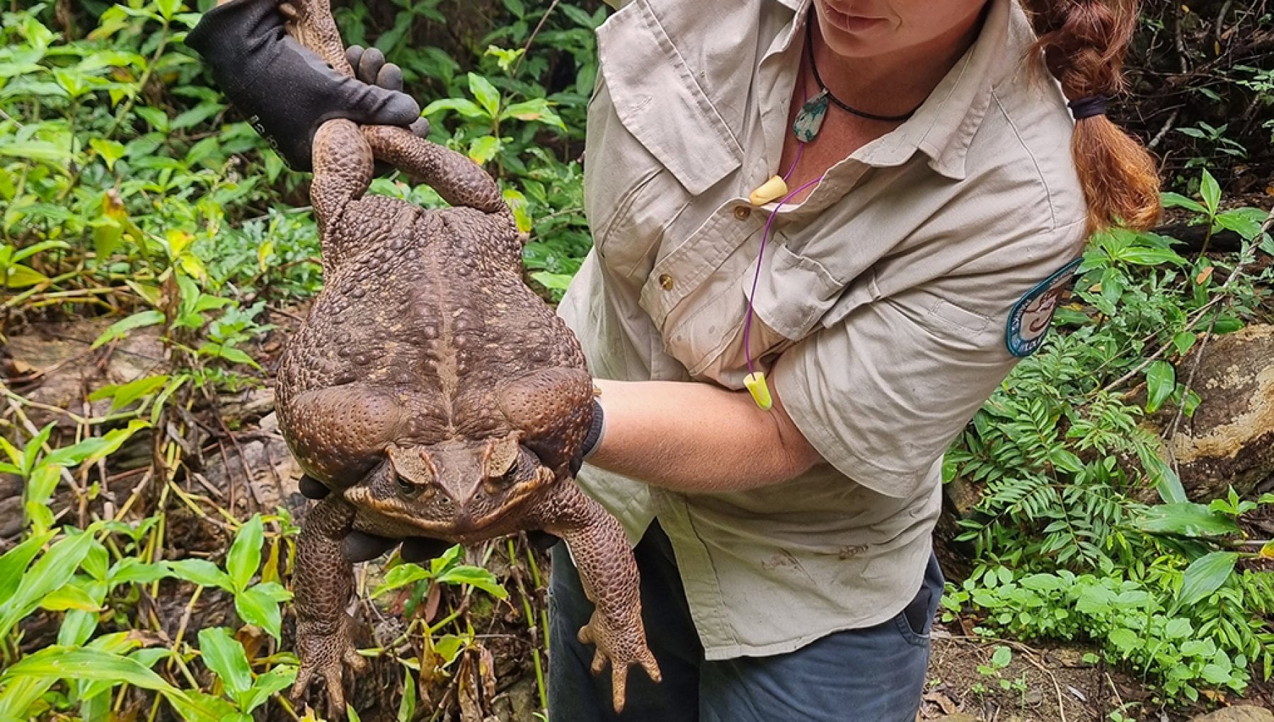 In Australia catturato Toadzilla, rospo record che pesa 2,7 chilogrammi ...