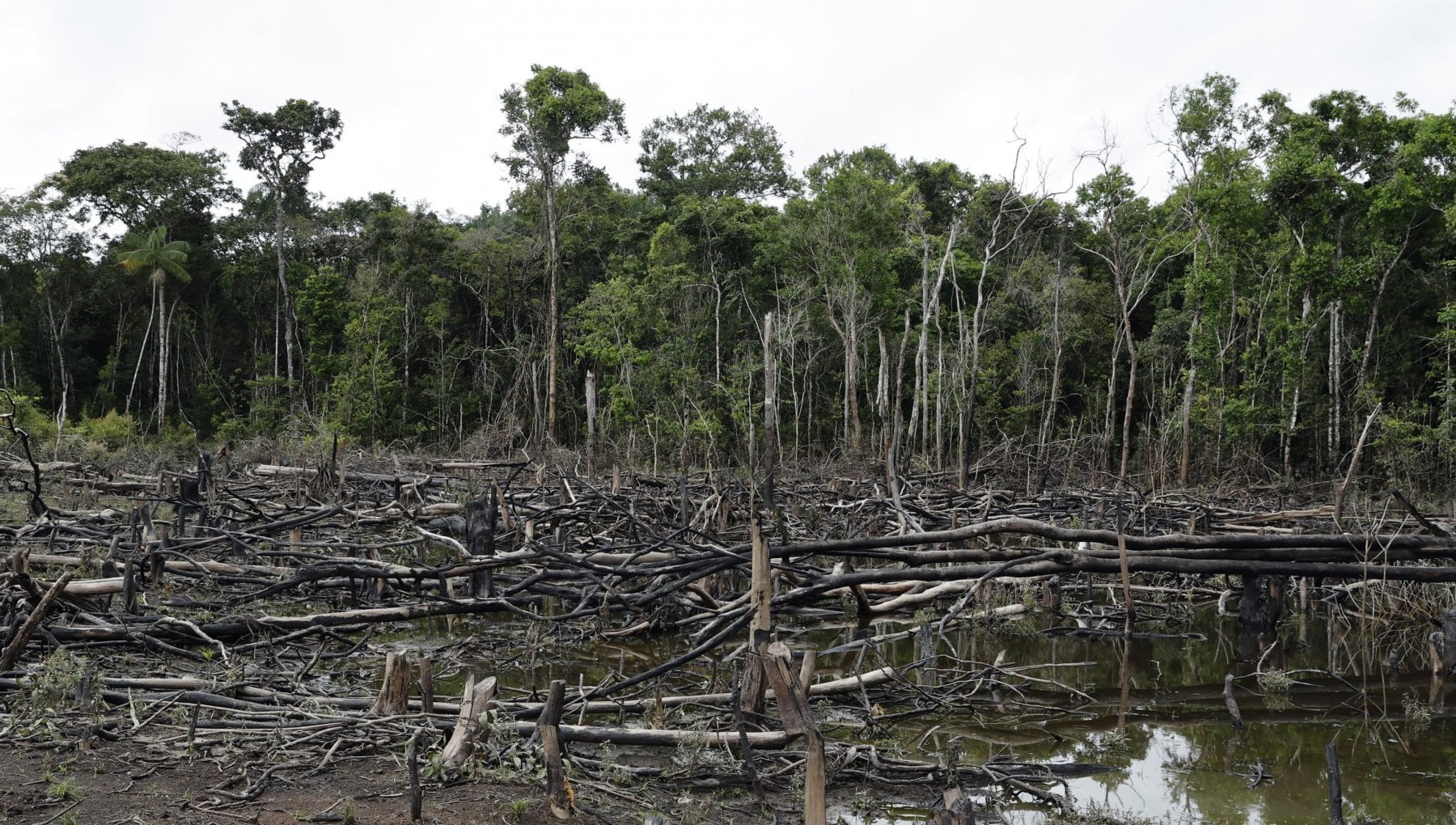 Deforestazione record in Amazzonia, persi quasi 3mila campi di calcio ...