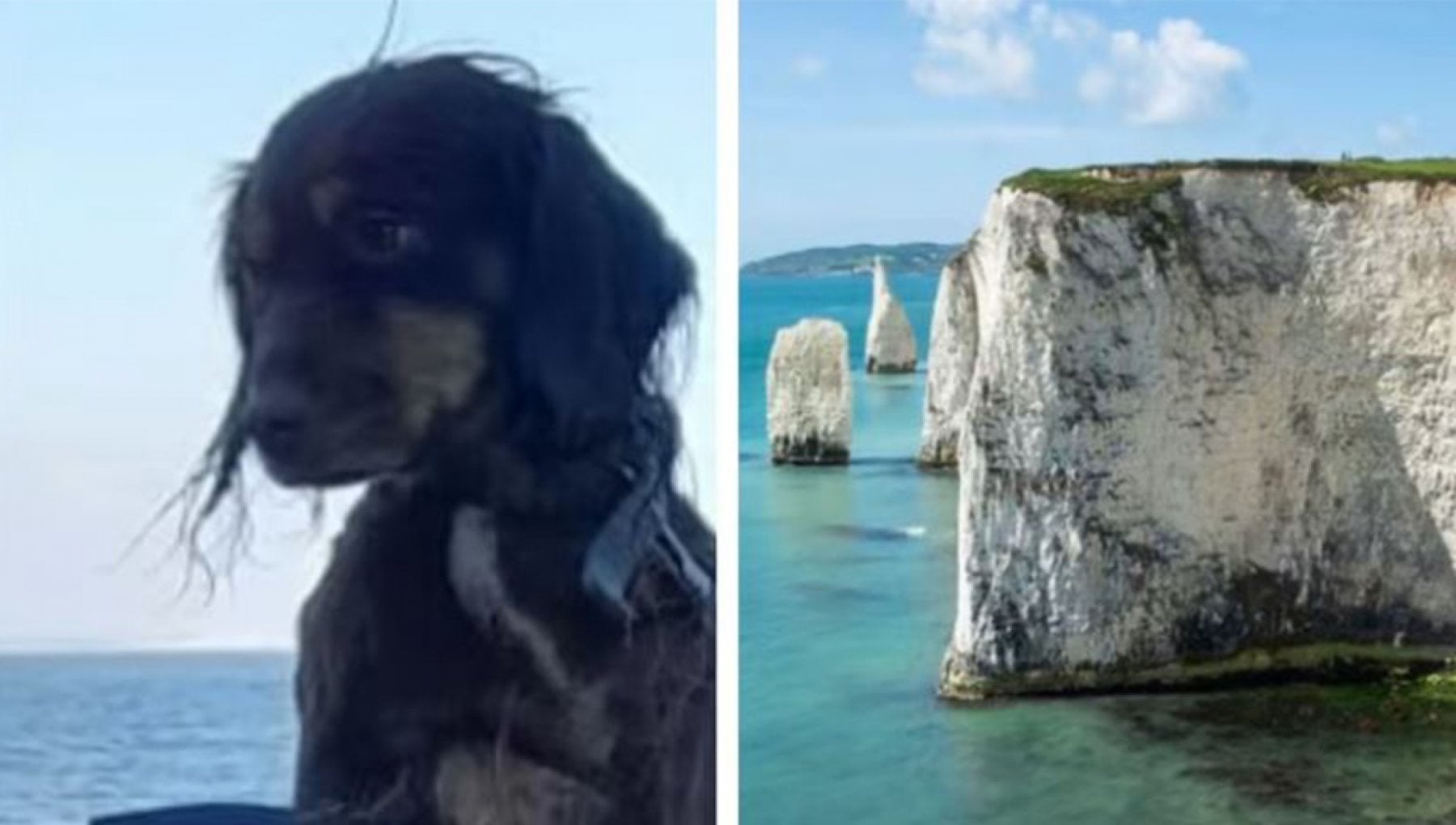 Il miracolo di Penny, il cane sopravvissuto alla caduta da una ...