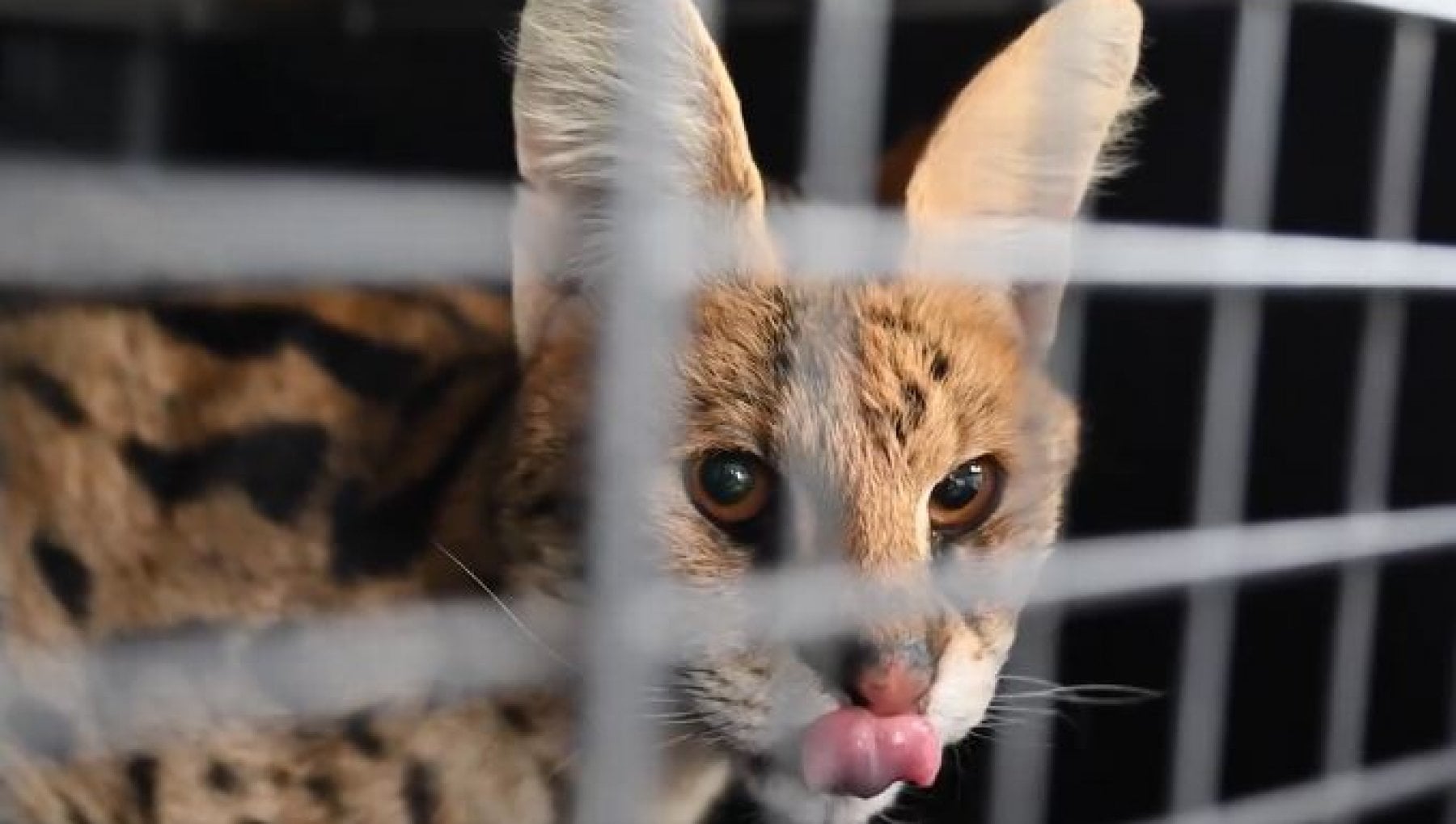 Un contadino cattura un "gatto pazzo", ma è un felino selvatico ...