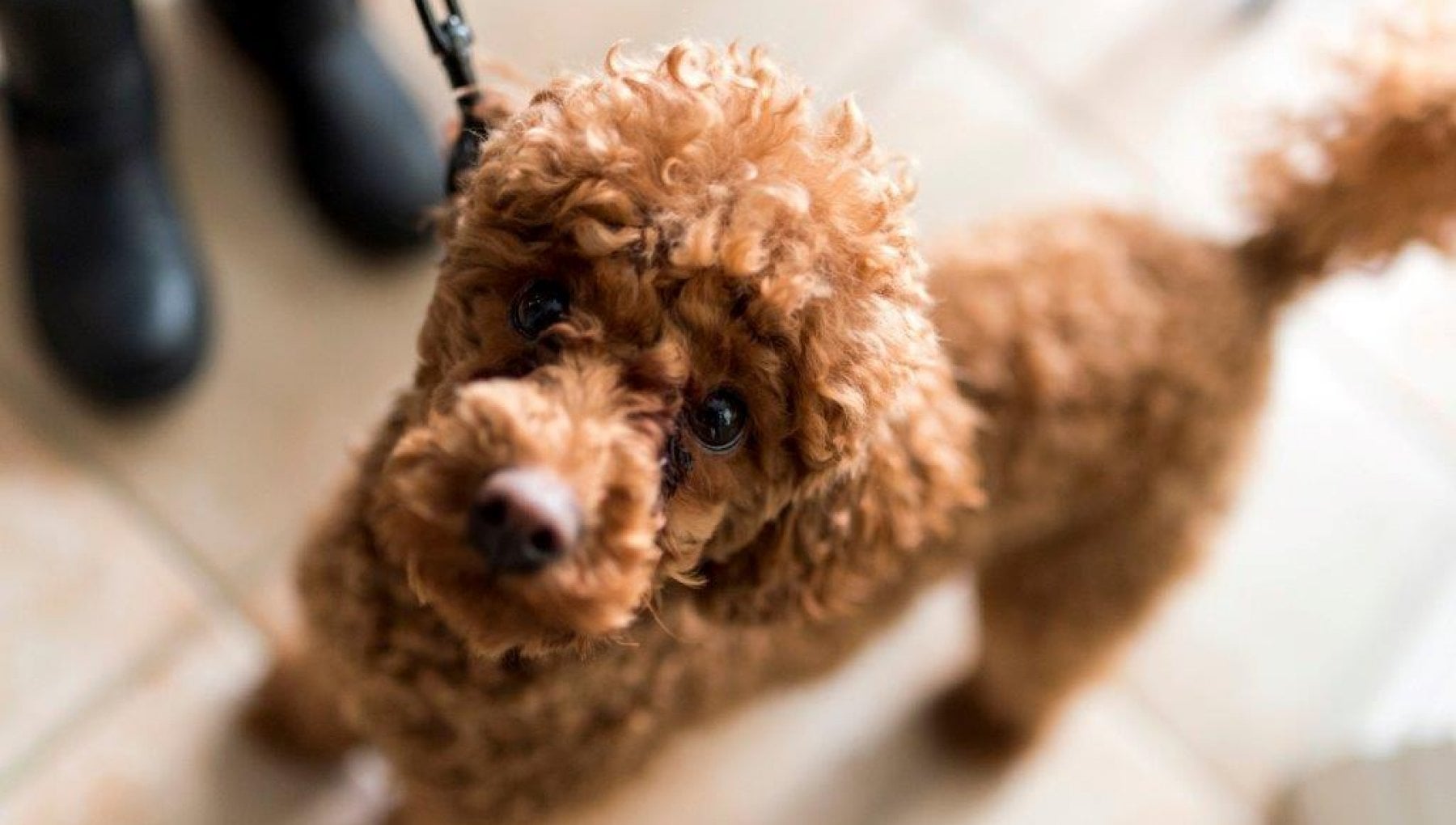 Ralph Il Cane Avventuroso Che Ha Percorso 160 Chilometri In Taxi La Stampa