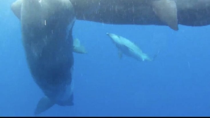 Delfino "disabile" costretto ad abbandonare mamma e fratellini ...