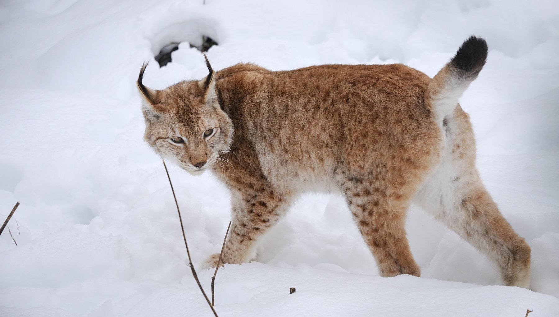 Che Lince Rossa Vive