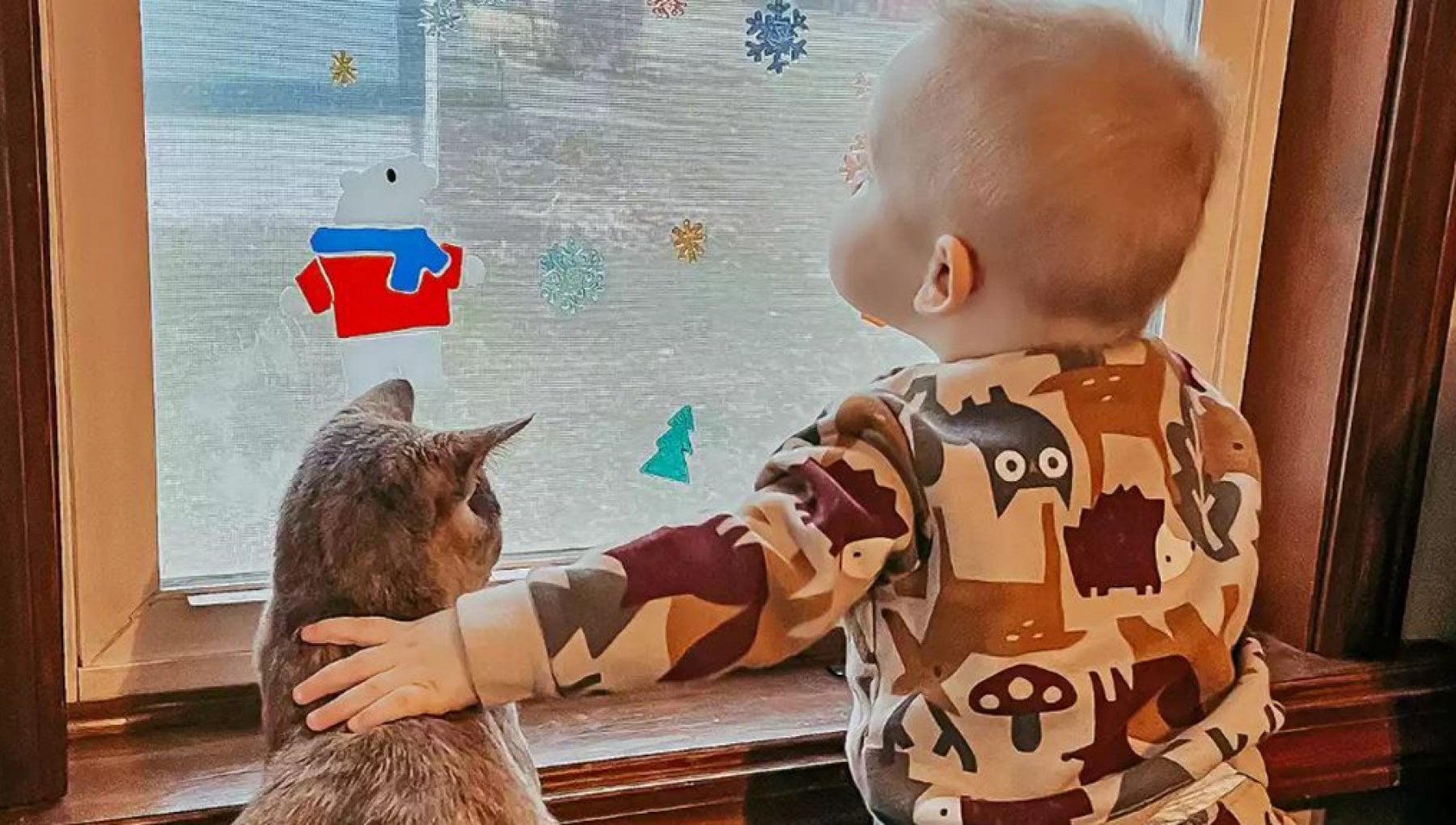 Bingo, il gatto arrivato per aiutare il piccolo Axel malato di cancro ...