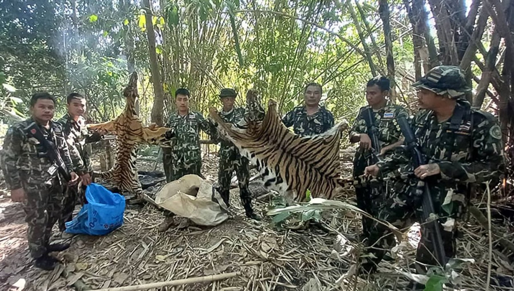 Mamma tigre e cucciolo uccisi dai bracconieri in un parco protetto ...