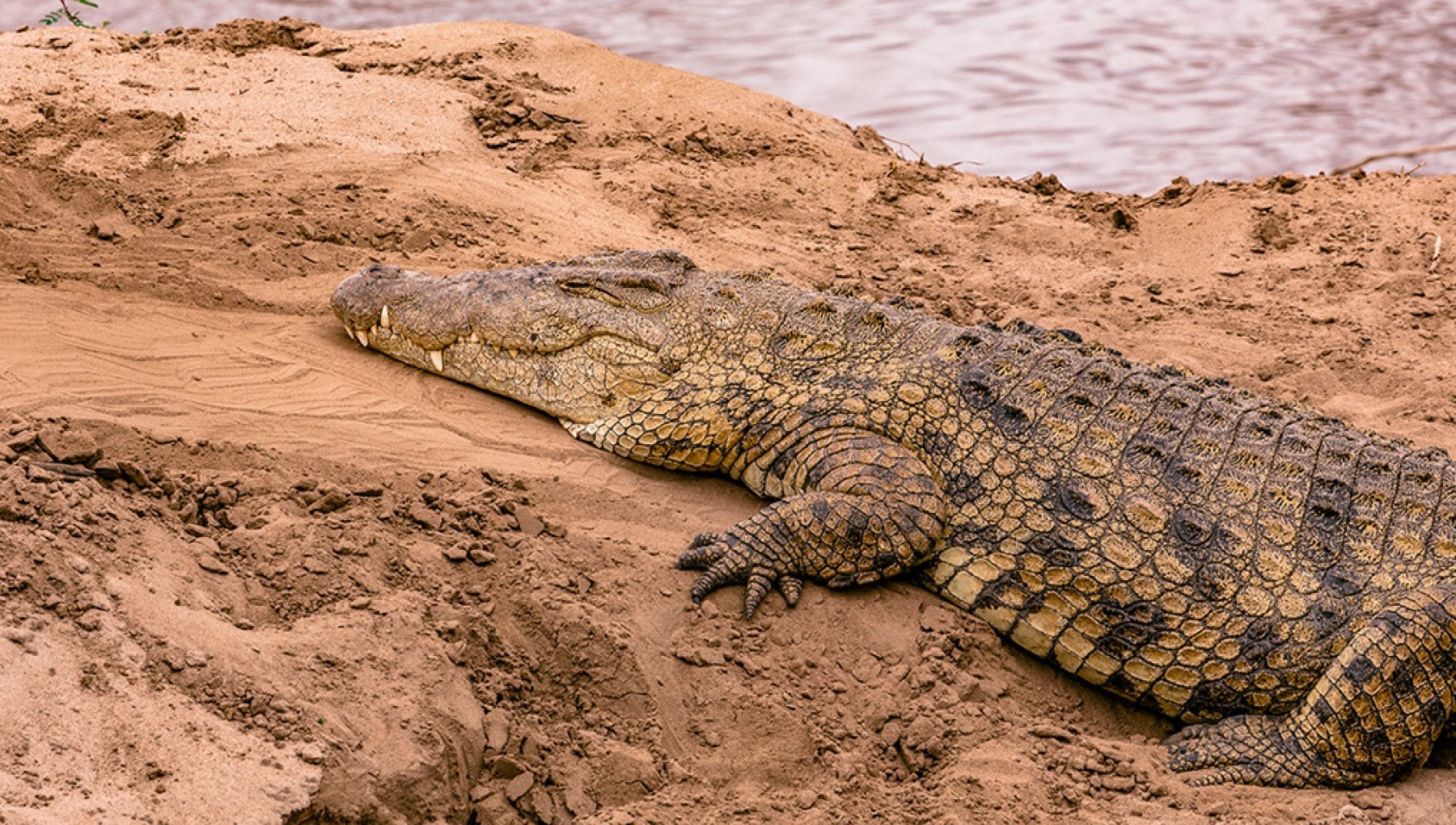 Siccità in Kenya, 10 mila coccodrilli morti in un lago prosciugato - La ...