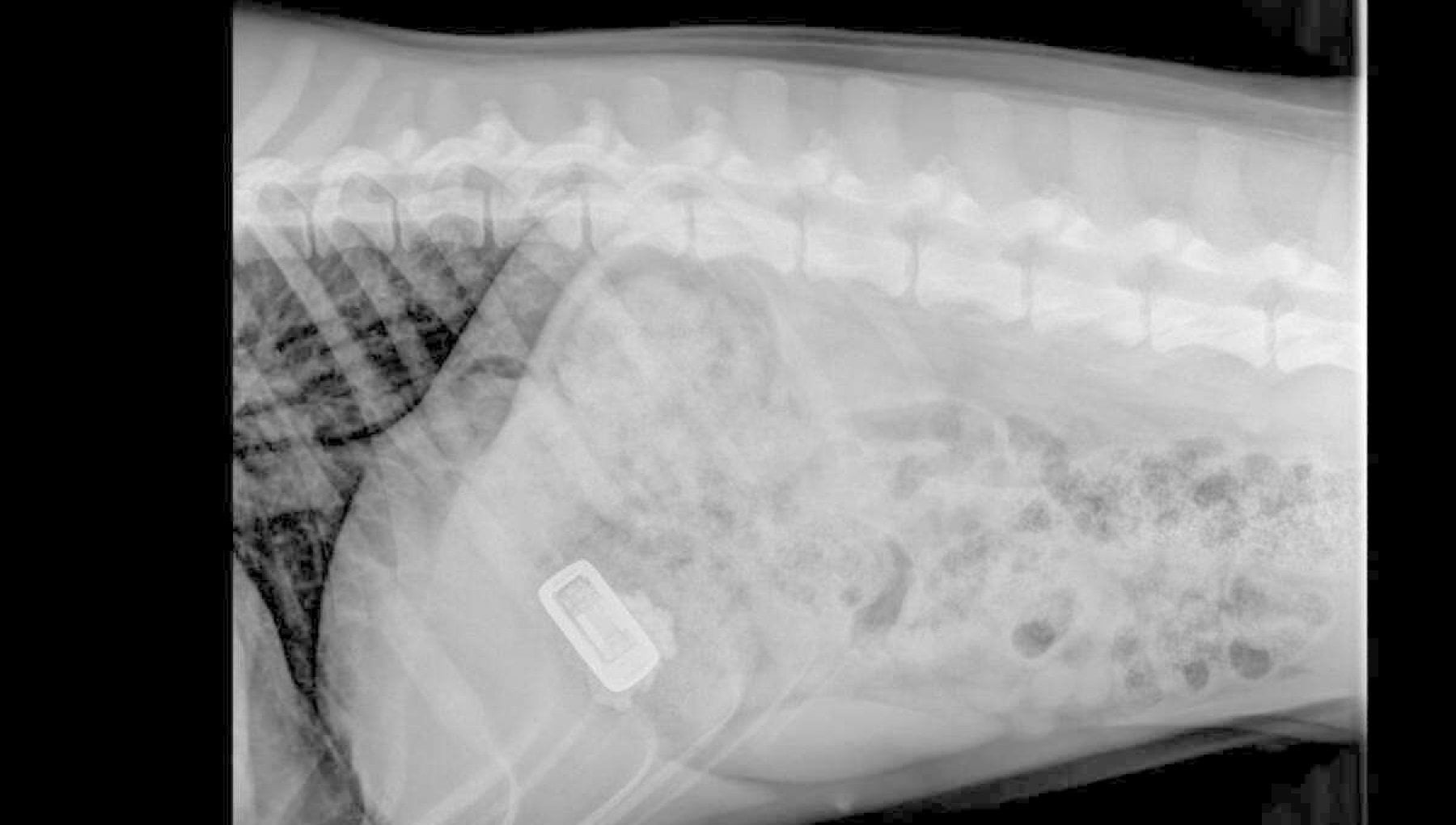 dog-swallows-his-owner-s-fitness-device-operated-on-and-saved