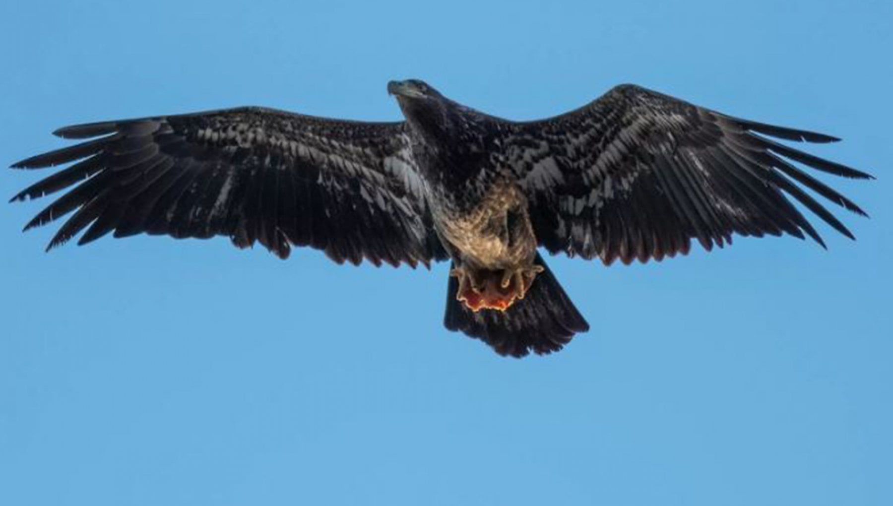 Fotografo sorprende un'aquila con una preda insolita: lo scatto lascia ...