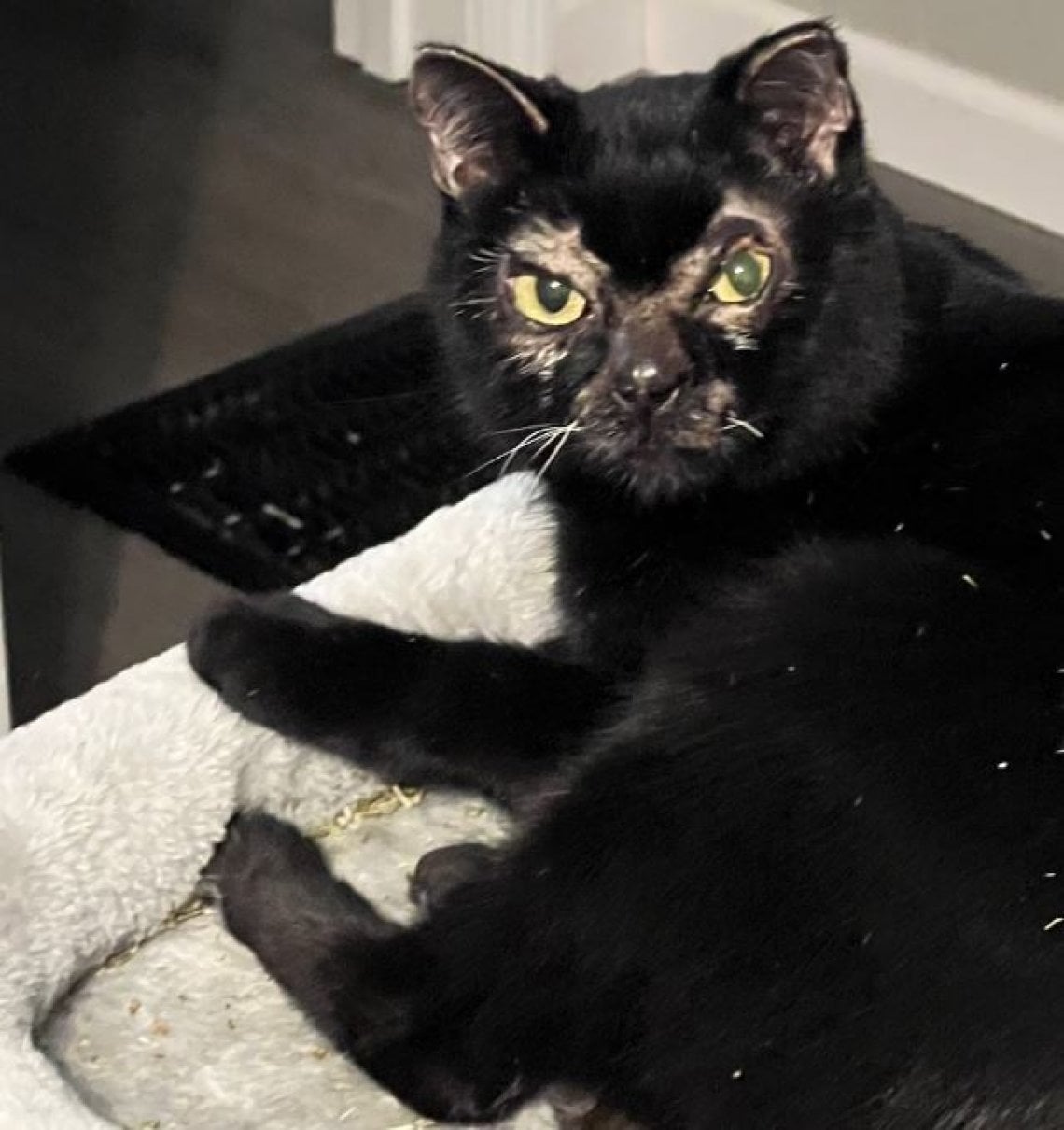 Inky, la gatta intrappolata nella poltrona reclinabile, torna a casa ...