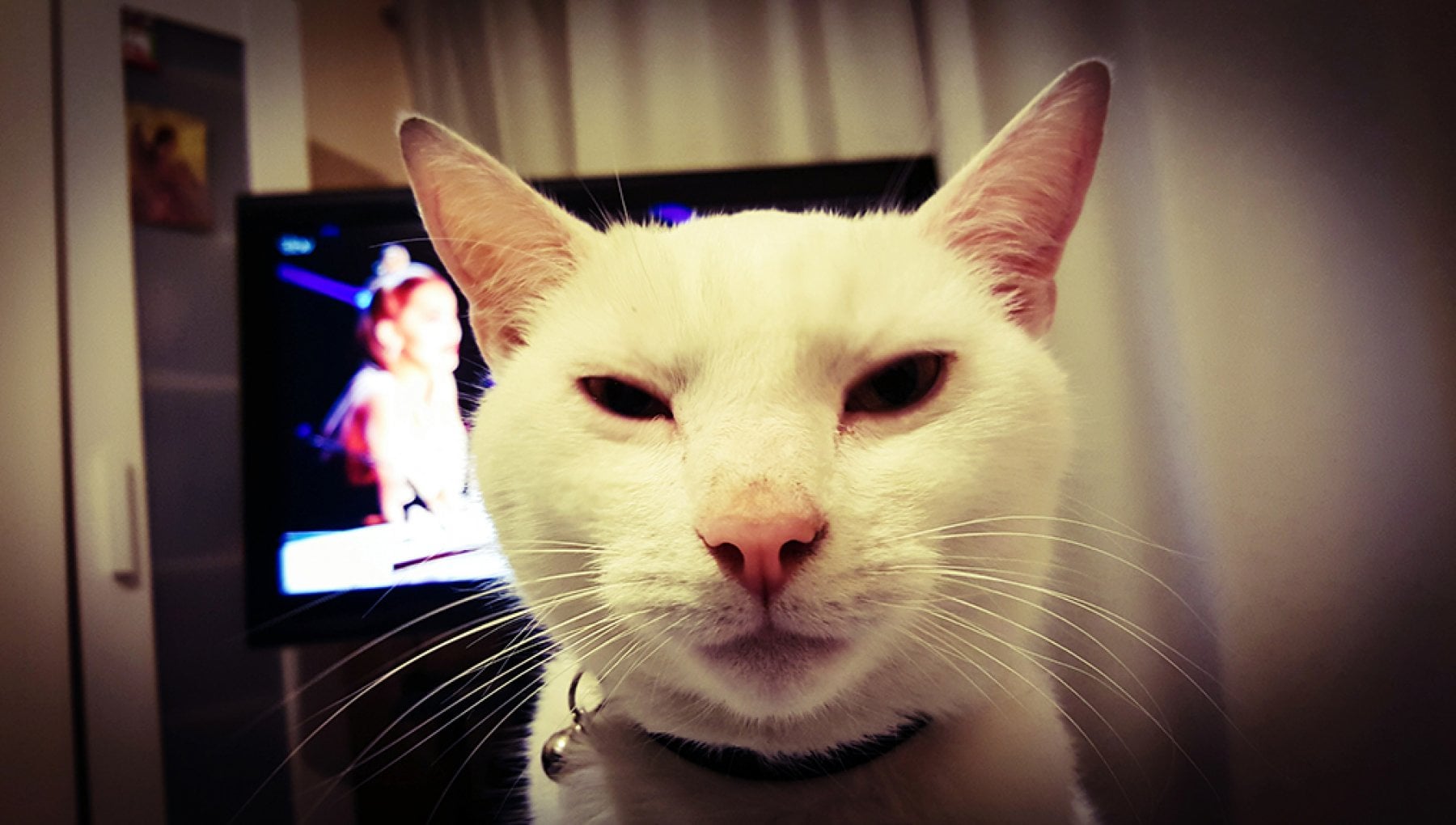 Al tuo gatto piace guardare la tv? - La Stampa