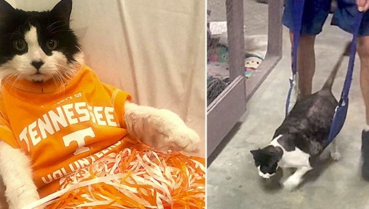 La storia di Little Titanic, il gatto troppo pesante per riuscire a ...