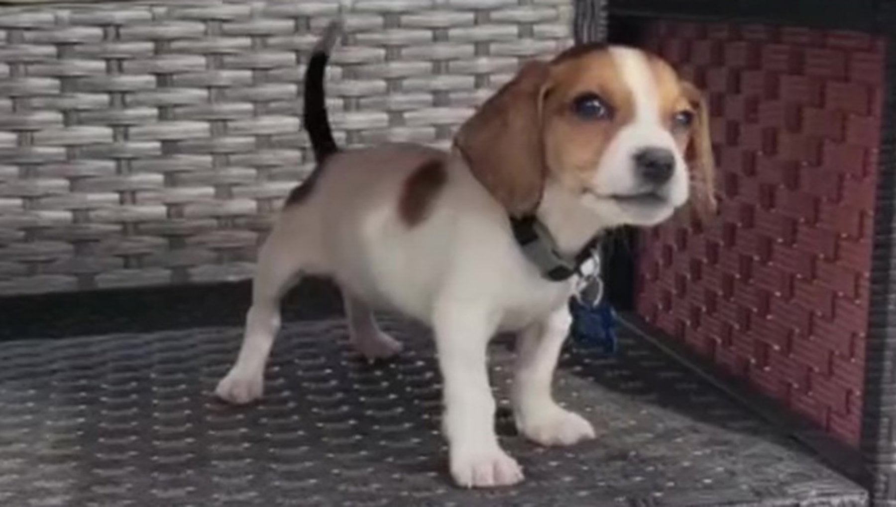 Tiny Tim, il cucciolo di cane salvato un'ora prima della soppressione ...